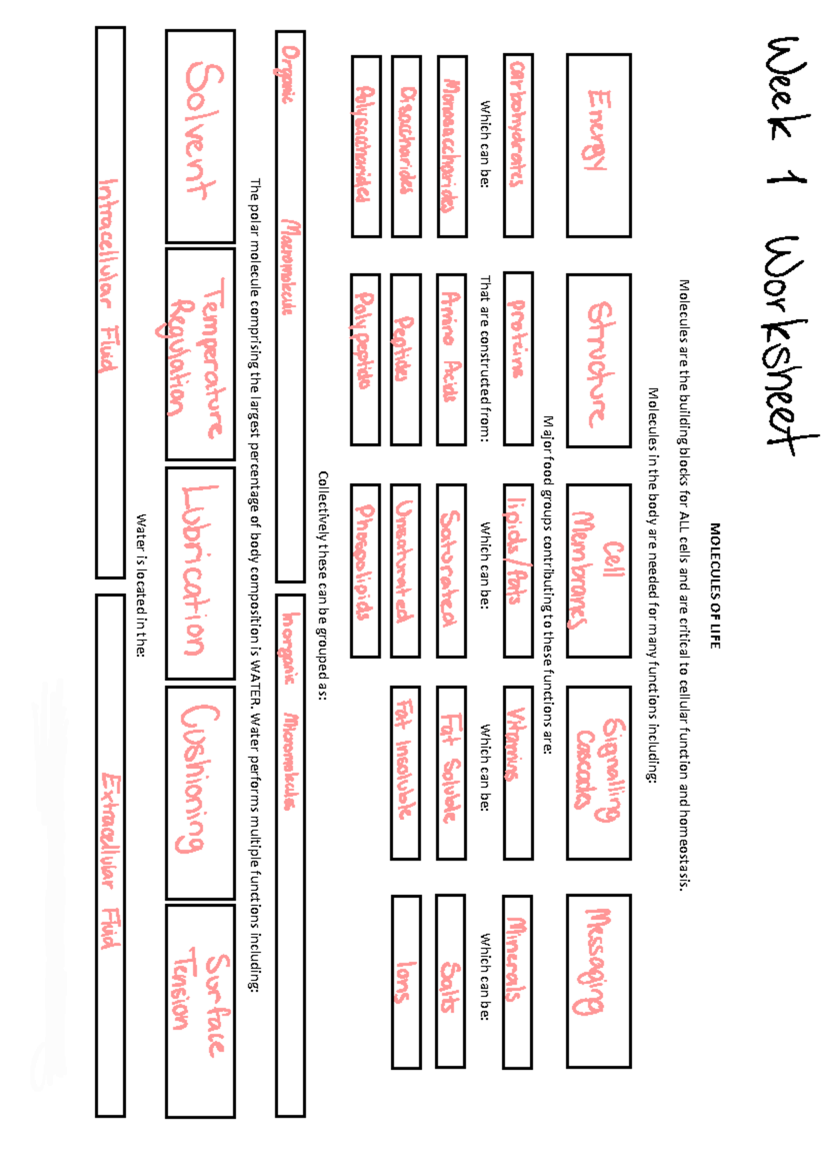Molecules of Life Worksheet - LQB185 Anatomy and Physiology for Health ...