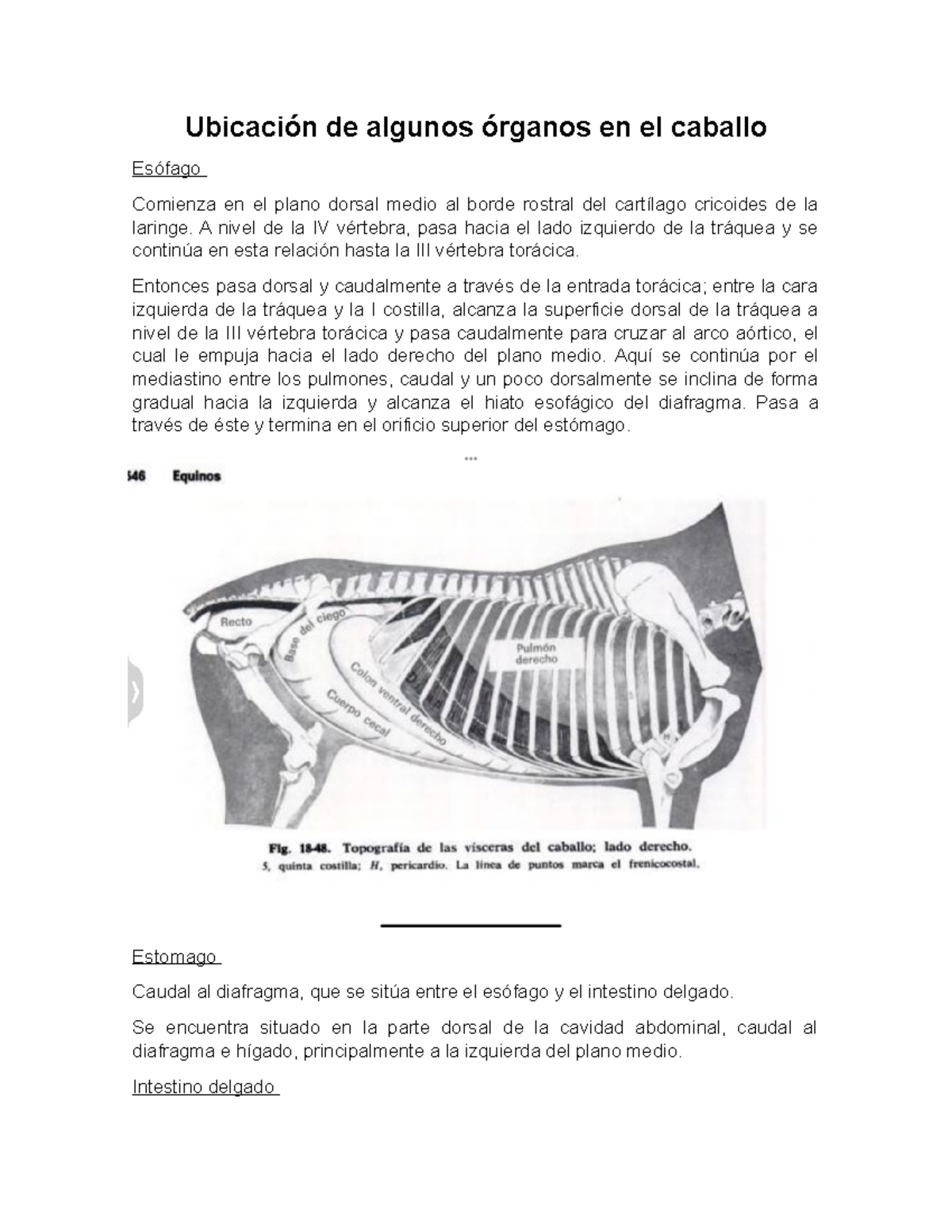 Ubicación de algunos órganos en el caballo - Ubicación de algunos ...
