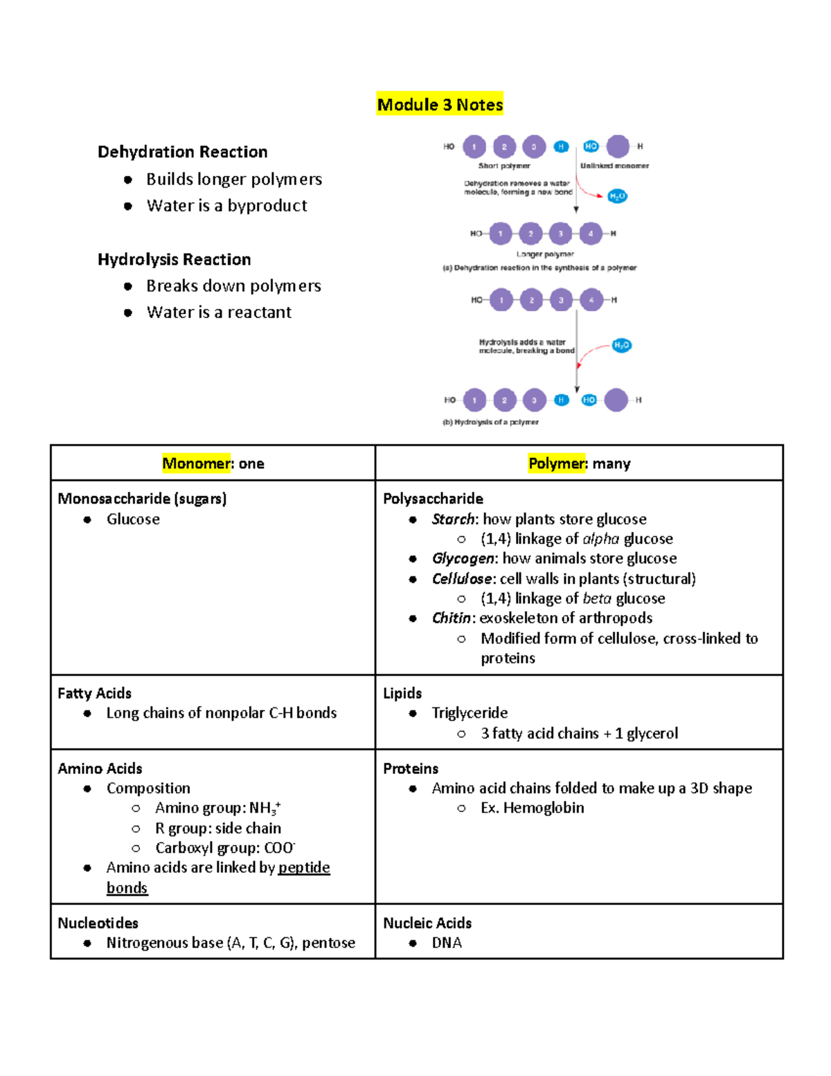 Macromolecules Notes - Module 3 Notes Dehydration Reaction Builds ...