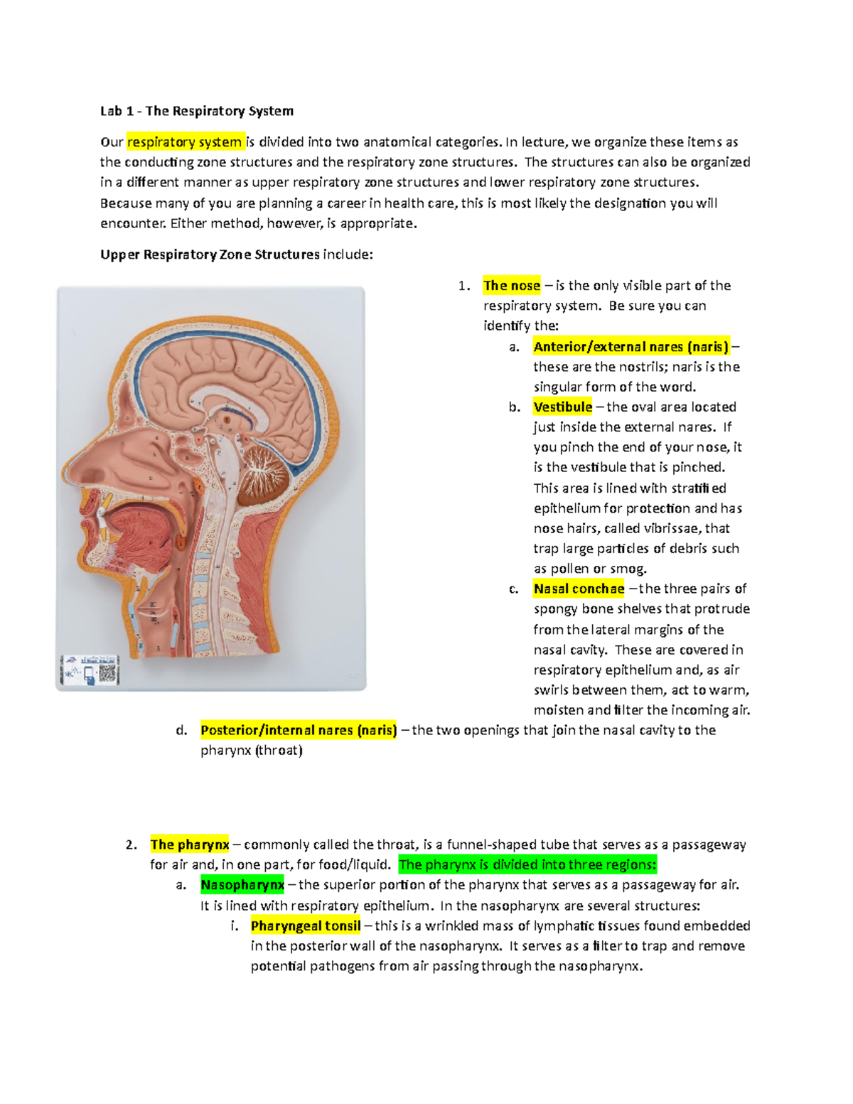 Lab 1 - Respiratory System - Lab 1 - The Respiratory System Our ...