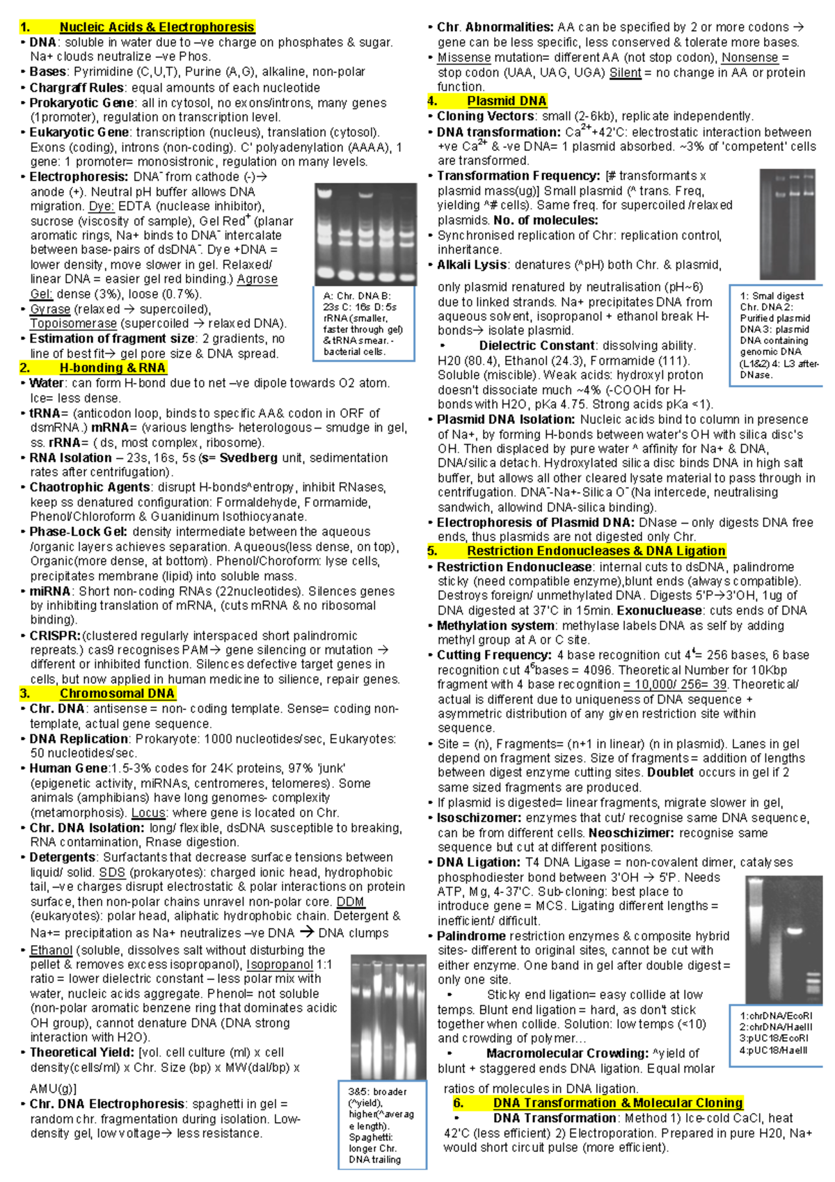 Exam Cheat Sheet 091132 Molecular Biology 1 UTS StuDocu