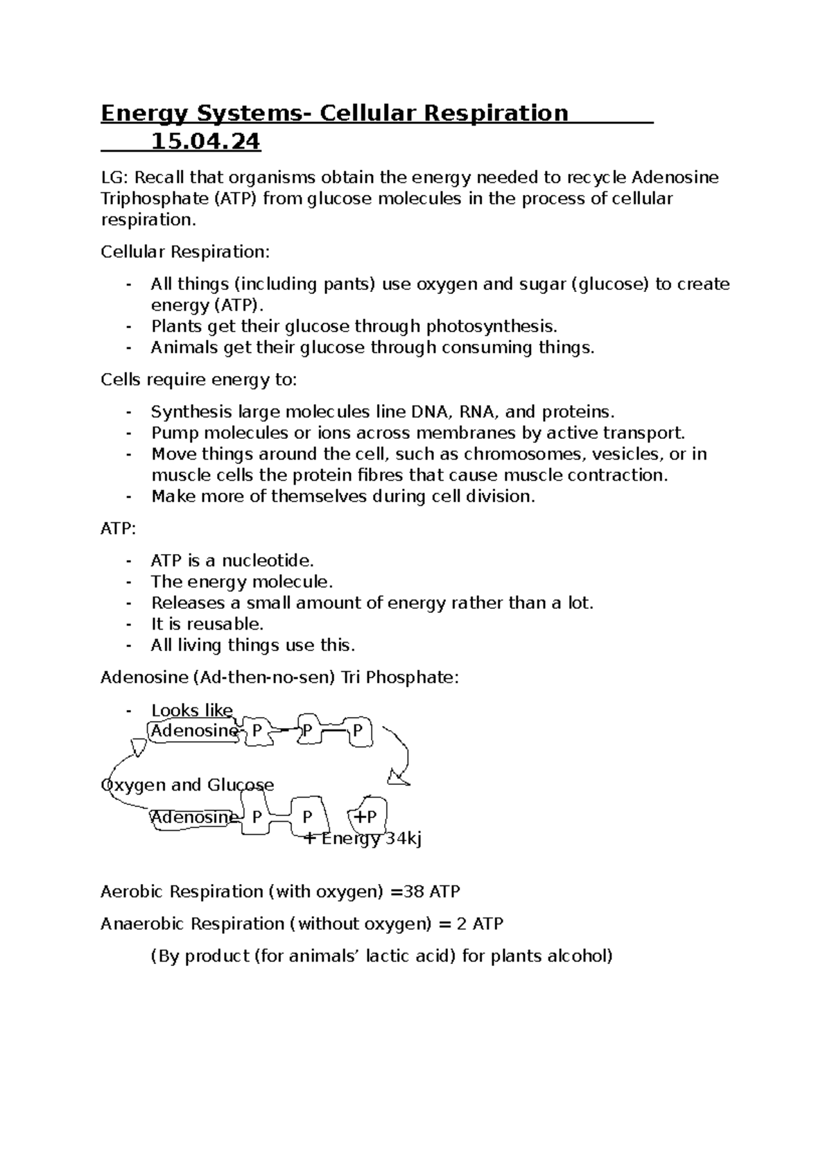 Energy Systems- Cellular Respiration - LG: Recall that organisms obtain ...