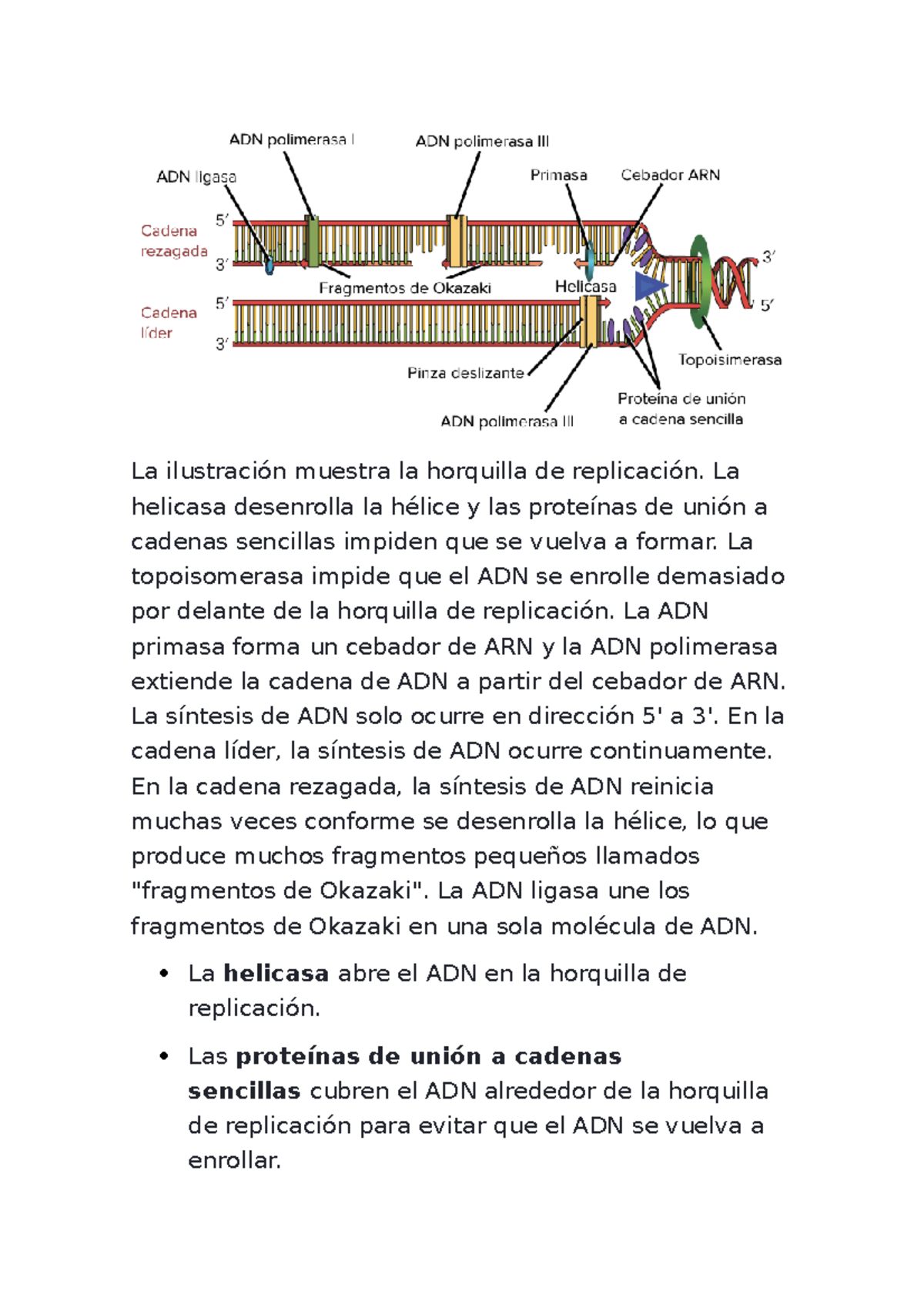 La ilustración muestra la horquilla de replicación - La helicasa ...