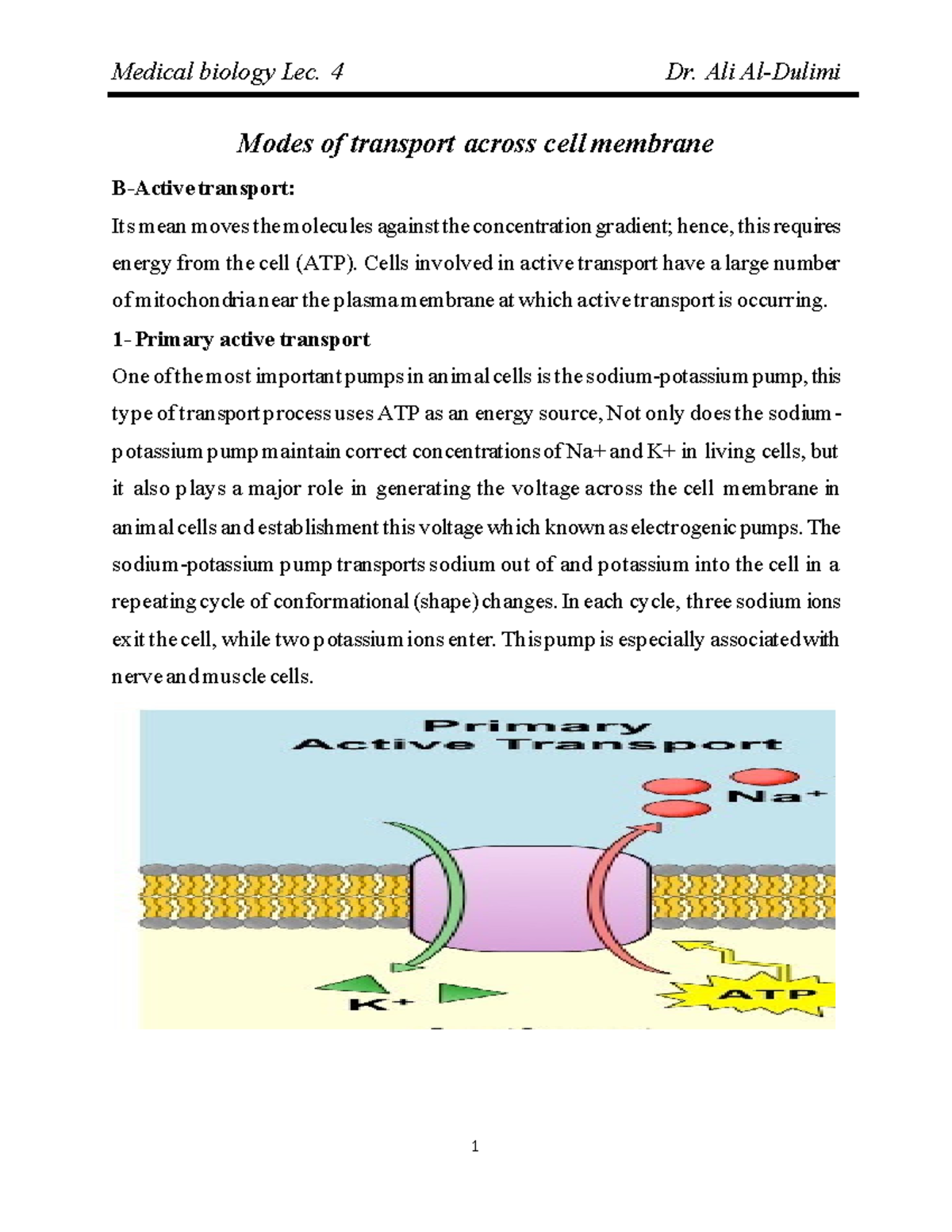 Lec 4 - Medical biology - Modes of transport across cell membrane B-Active transport: Its mean ...
