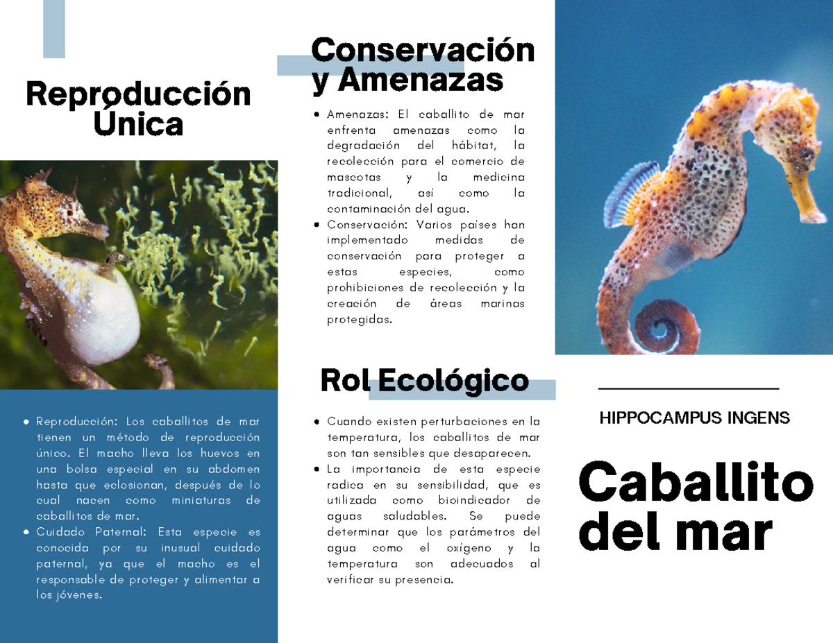 Tríptico - Caballito del Mar - Caballito del mar HIPPOCAMPUS INGENS ...