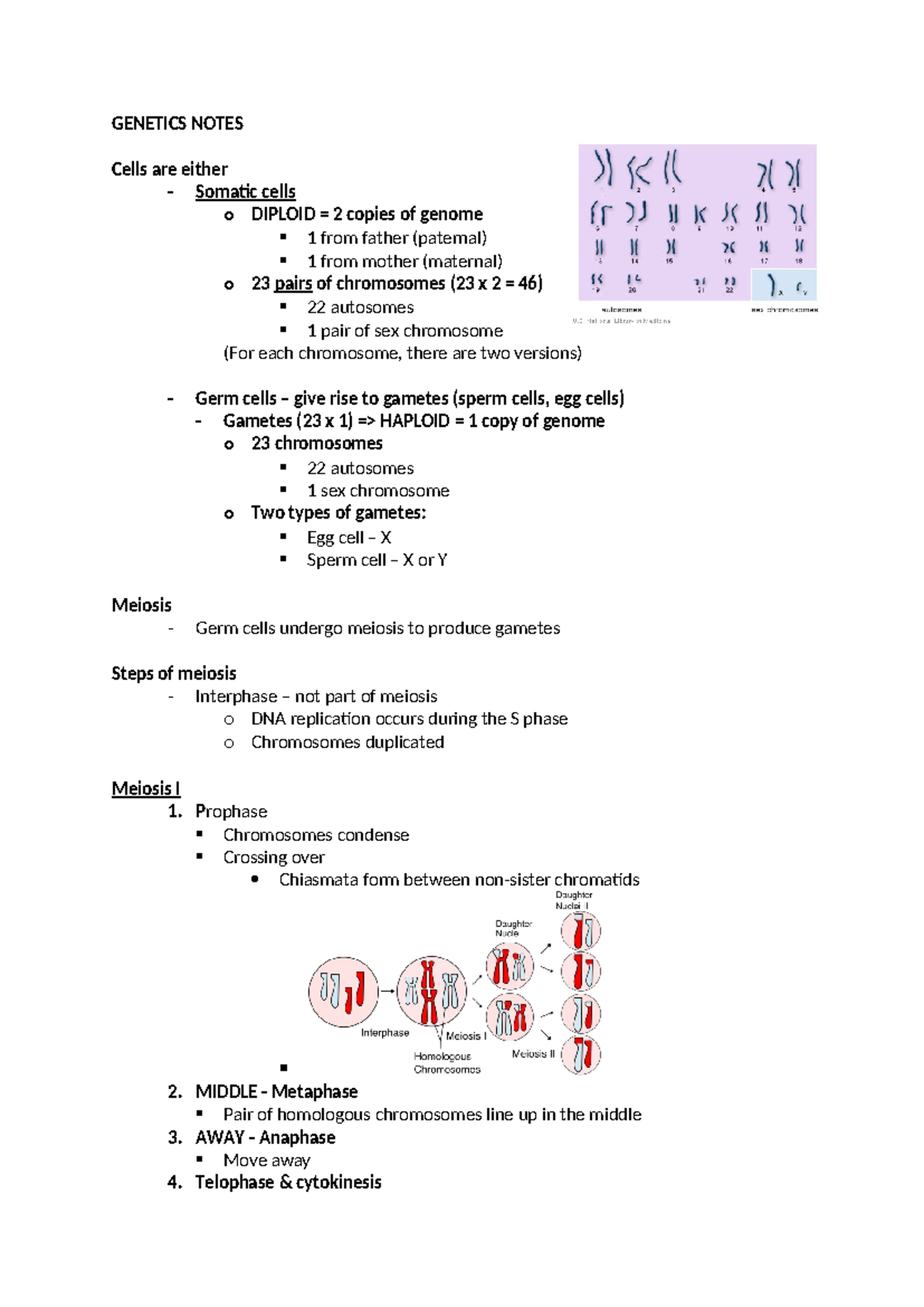 Genetics Notes - GENETICS NOTES Cells are either - Somatic cells o ...