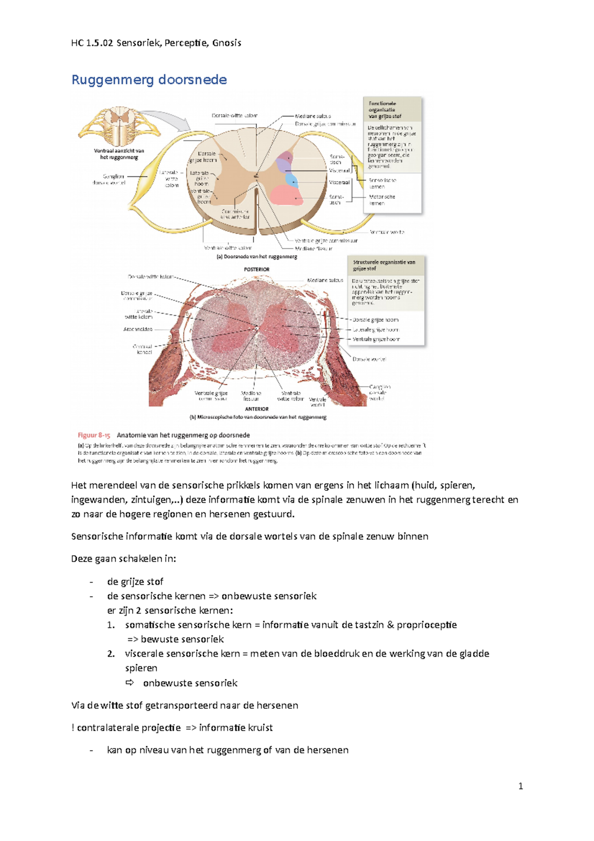 HC 1.5.02 gnosis - Ruggenmerg doorsnede Het merendeel van de ...