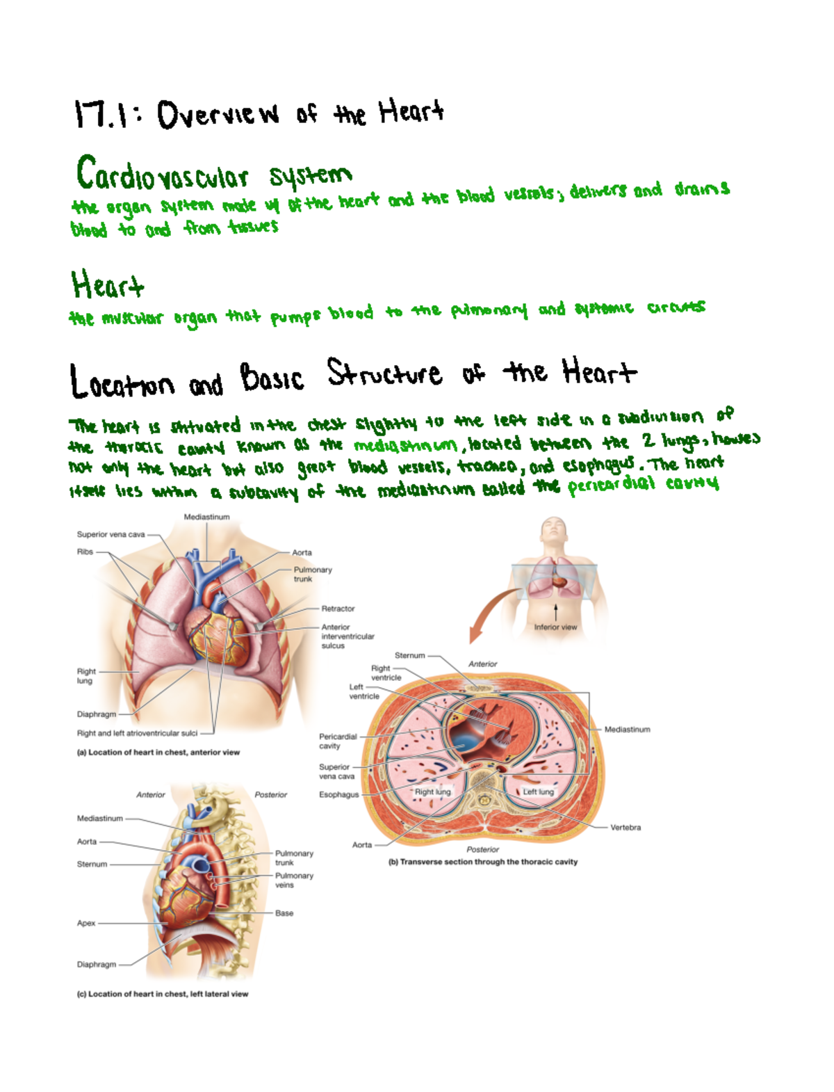 Chapter 17 - Cardiovascular System 1 The Heart - 7 1 Overview of the ...