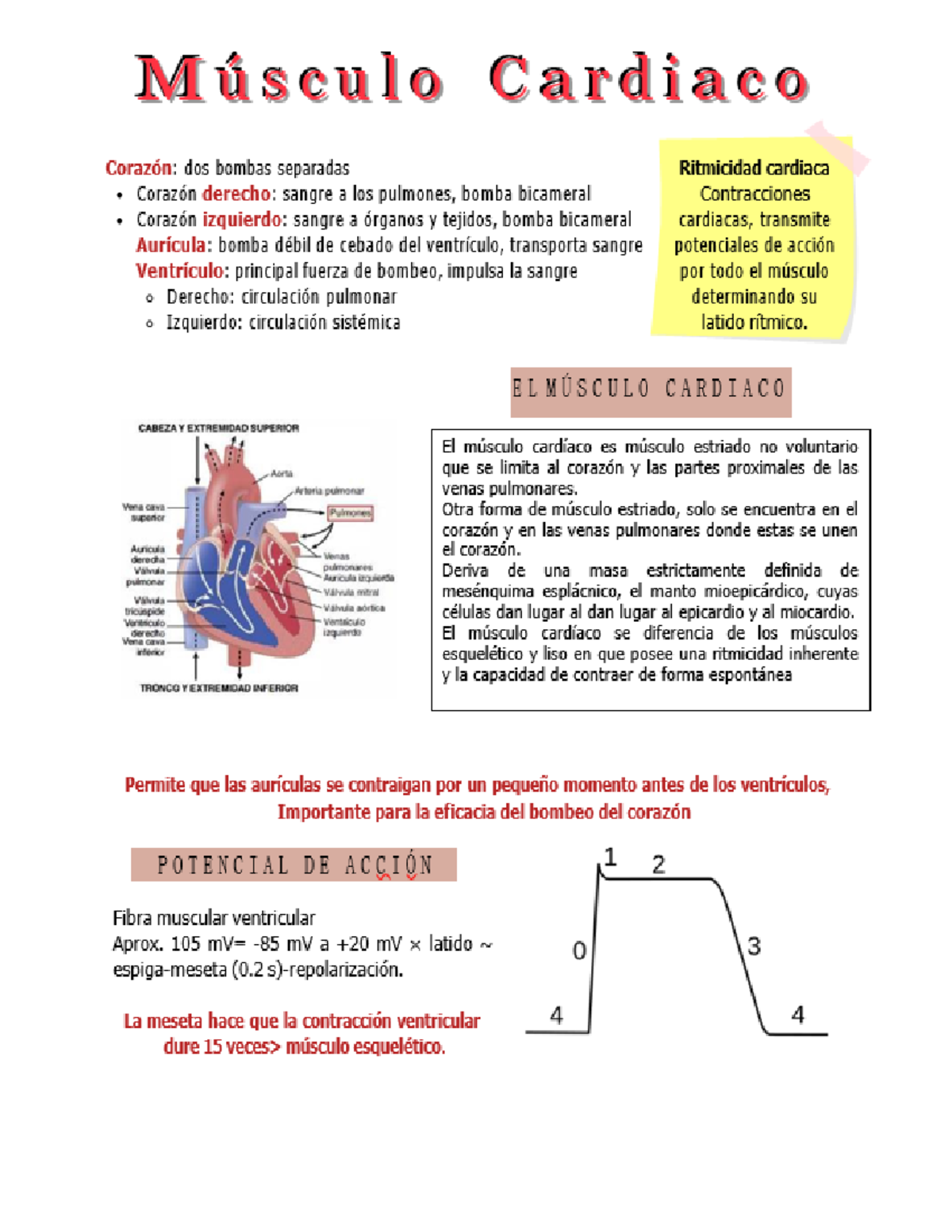 Musculo Cardiaco - APUNTE DE GUÍA - Histología - Studocu
