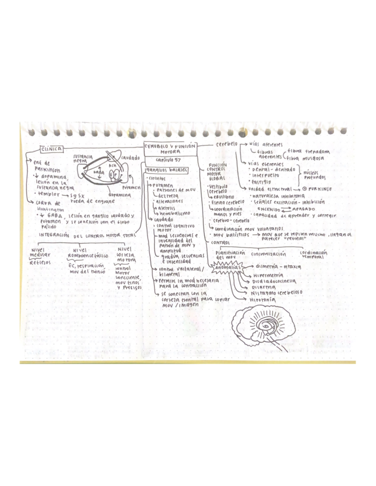 Capítulo 57 - Guyton y hall - Fisiologia II - Studocu