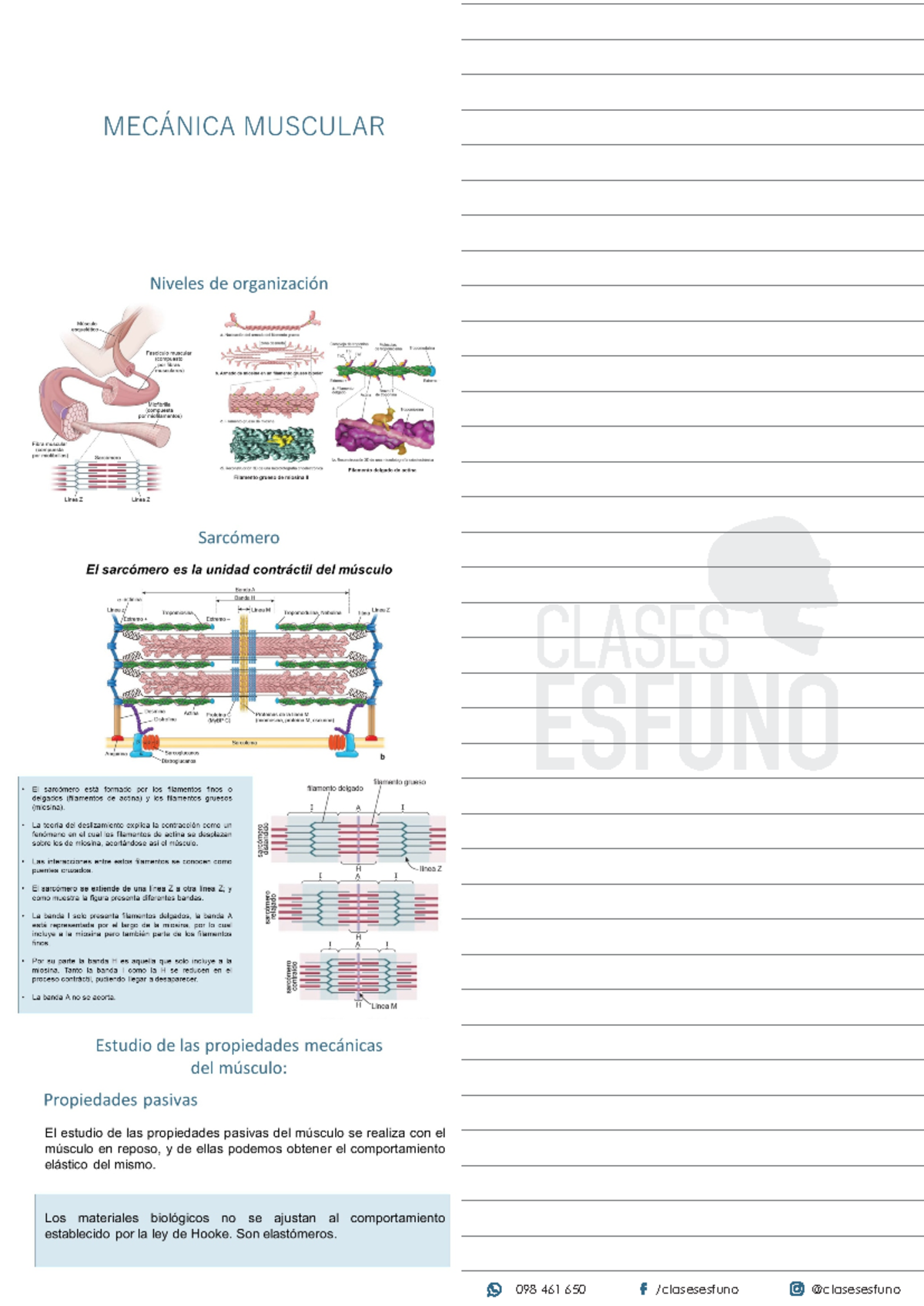 Mecánica Muscular-1-1 - Anatomía - 098 461 650 /clasesesfuno ...