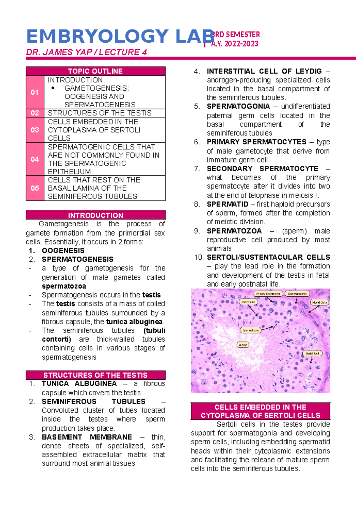 Embryology Laboratory 4 - | 3RD SEMESTER EMBRYOLOGY LAB A. 2022- DR ...