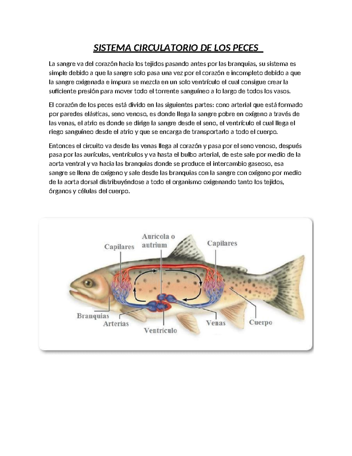 Sistema Circulatorio DE LOS Peces - SISTEMA CIRCULATORIO DE LOS PECES ...