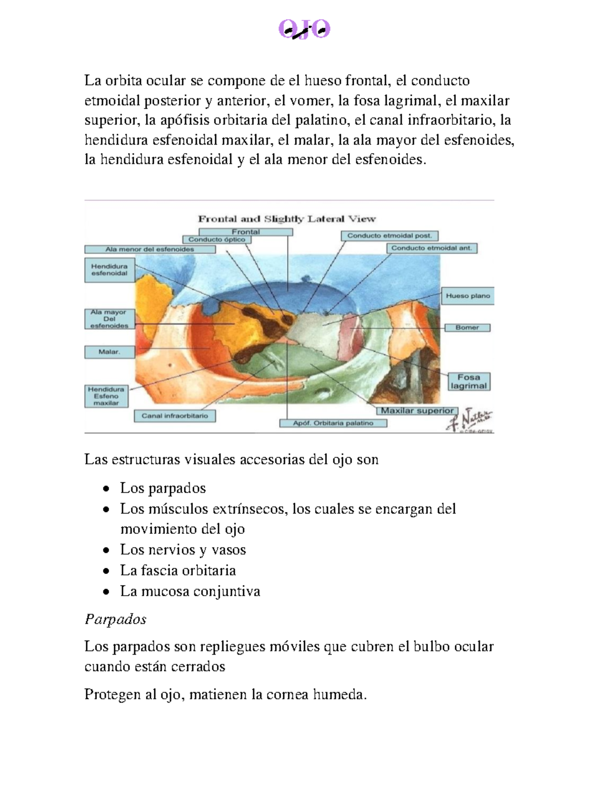 Ojito - Apuntes del ojo de anatomia - La orbita ocular se compone de el ...