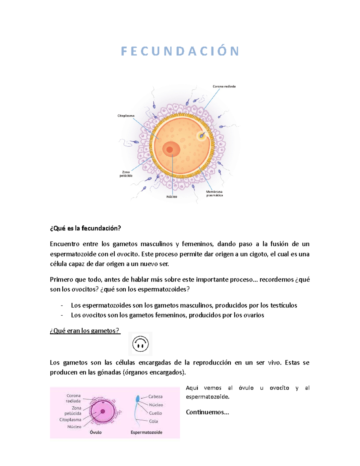 F E C U N D A C I Ó N - PROCESOS - F E C U N D A C I Ó N ¿Qué es la fecundación? Encuentro entre ...
