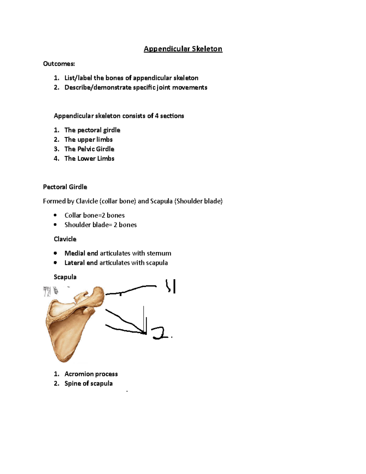 Appendicular skelton - Appendicular Skeleton Outcomes: 1. List/label ...