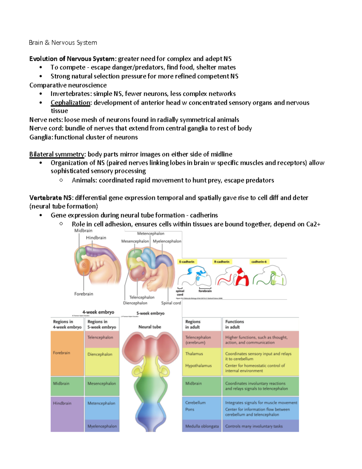 Biol 216 Lecture Notes Brain Nervous System Evolution Of Nervous System Greater Need For