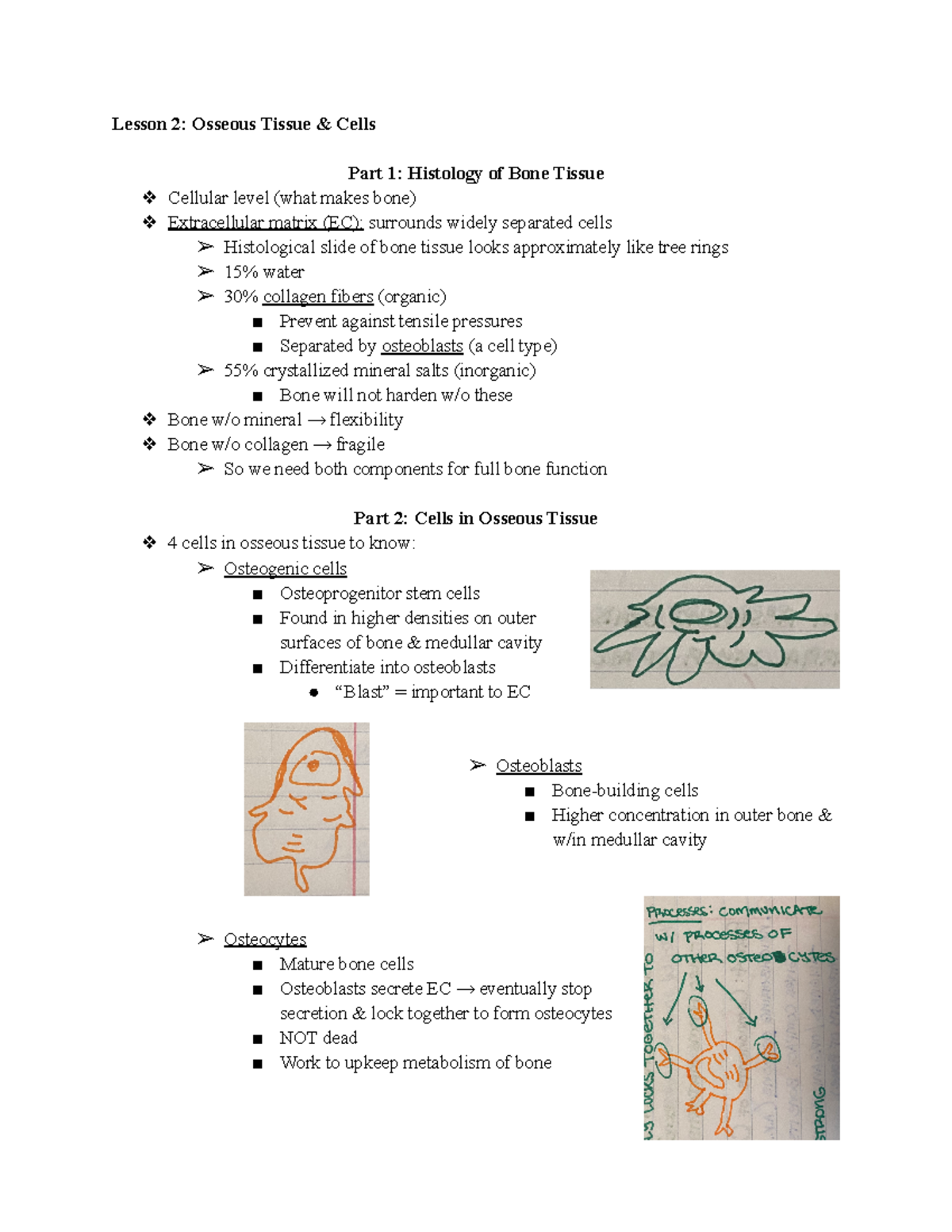 2- Osseous Tissue and Cells - Lesson 2: Osseous Tissue & Cells Part 1 ...