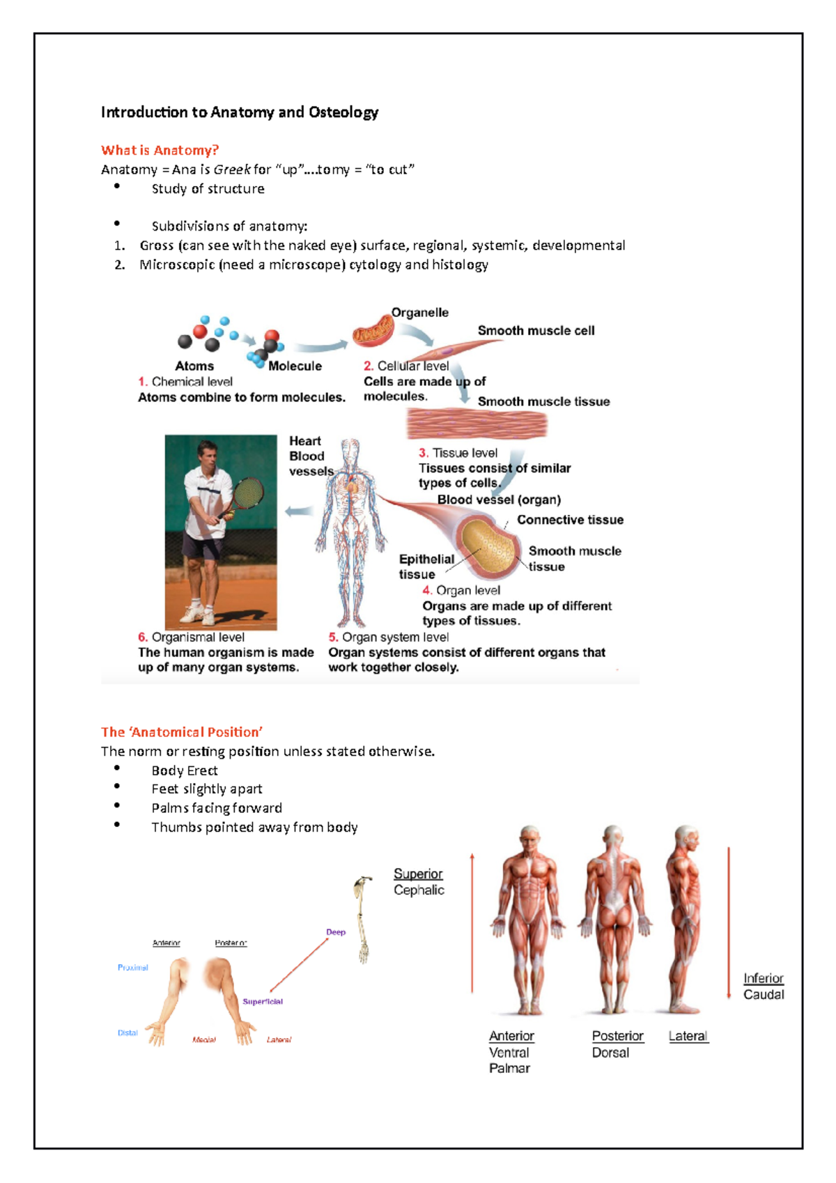 Lecture 1 - Introduction to Anatomy and Osteology What is Anatomy ...
