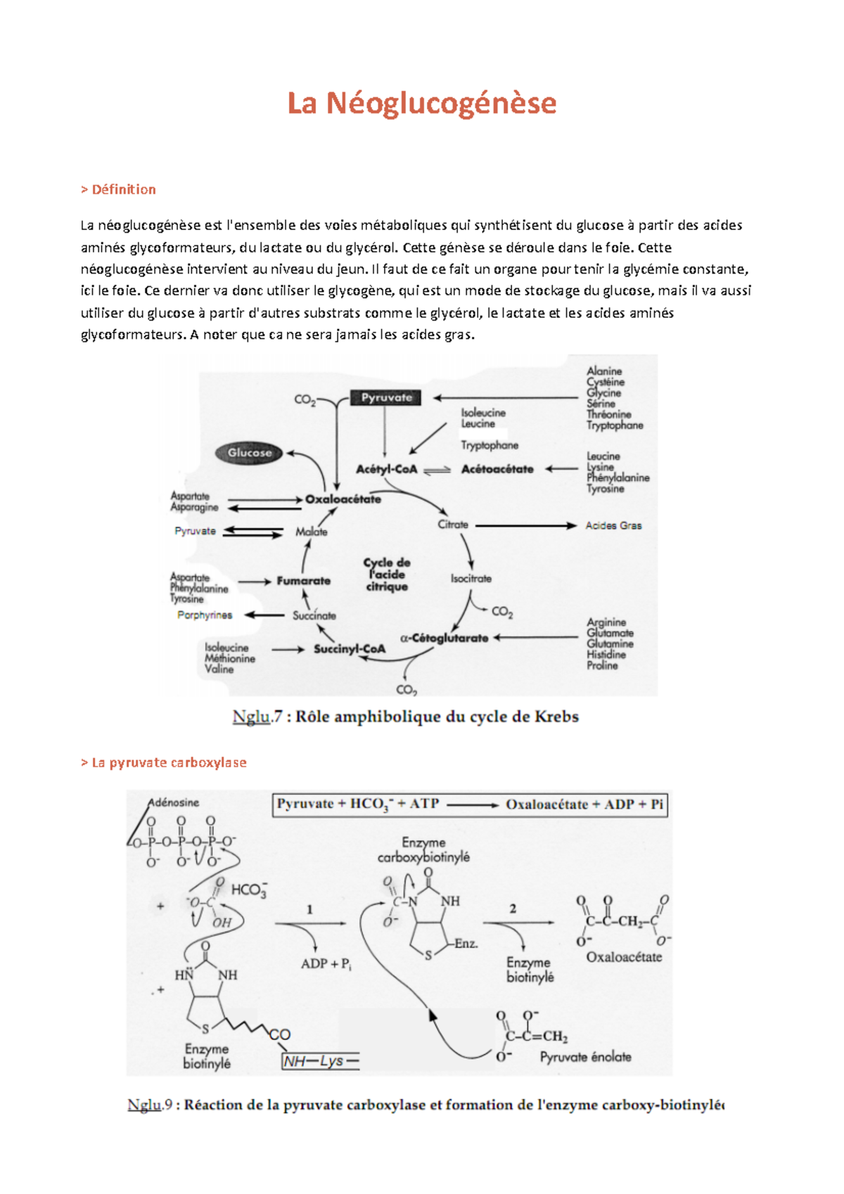 La Néoglucogénèse - L3 Licence pour la santé. - Warning: TT: undefined ...