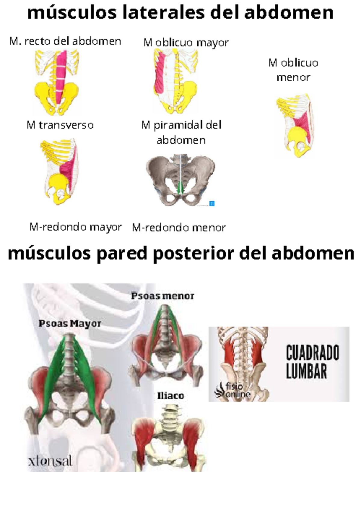 Musculos miembro inferior - M oblicuo mayor M oblicuo menor M ...