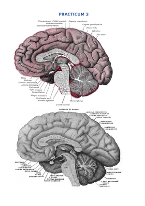 De kopzenuwen samenvatting toegepaste neuroanatomie - De kopzenuwen NI ...