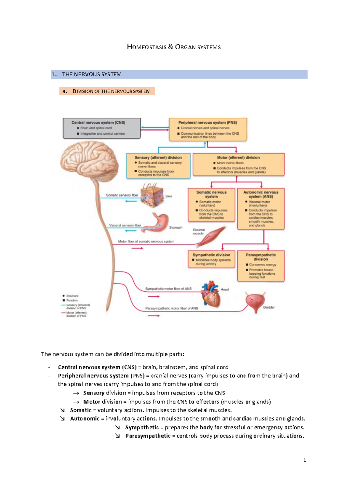 Homeostasis and Organ systems - HOMEOSTASIS & ORGAN SYSTEMS 1. THE ...