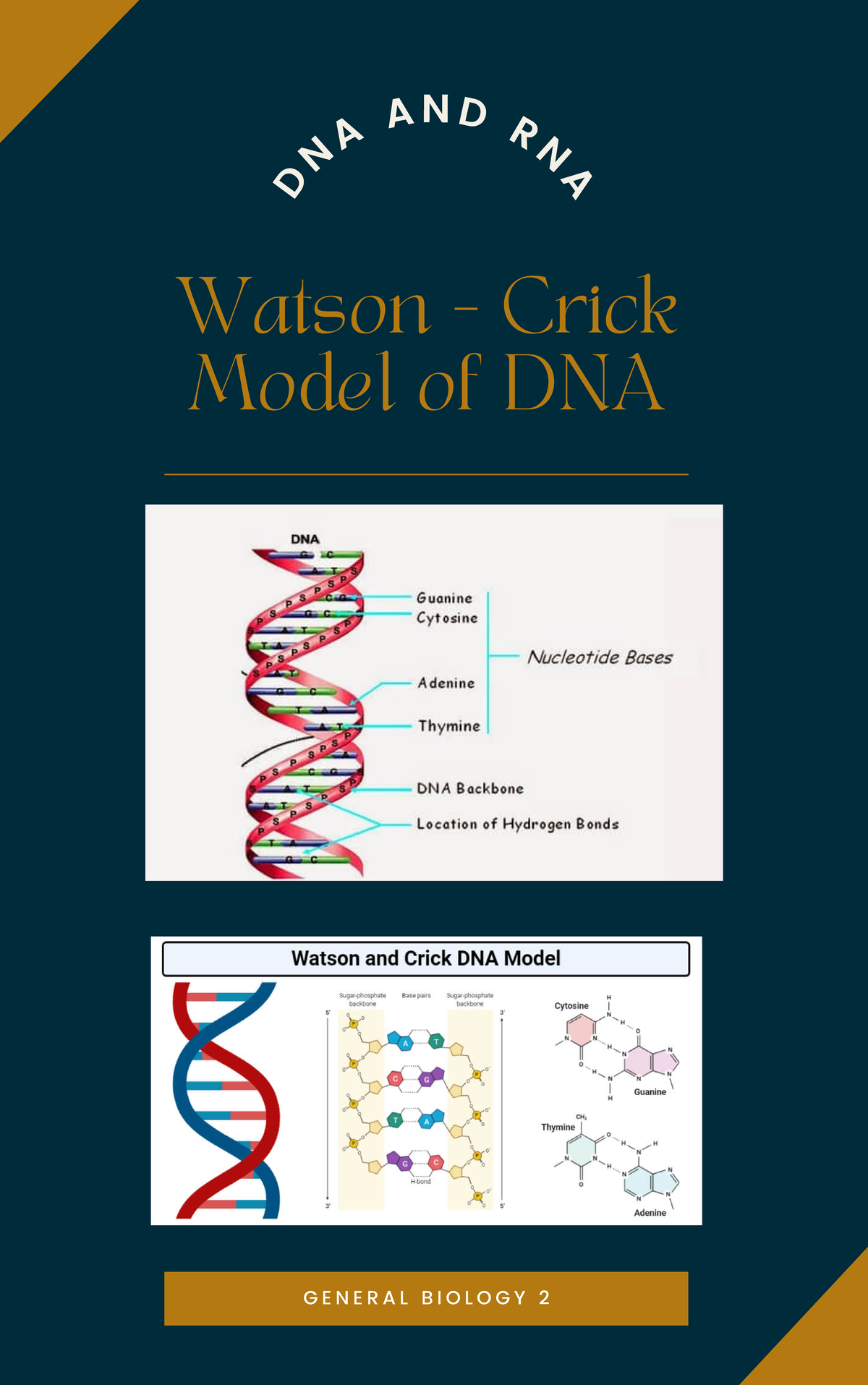 Watson-crick model or DNA - health assessment - G E N E R A L B I O L O ...