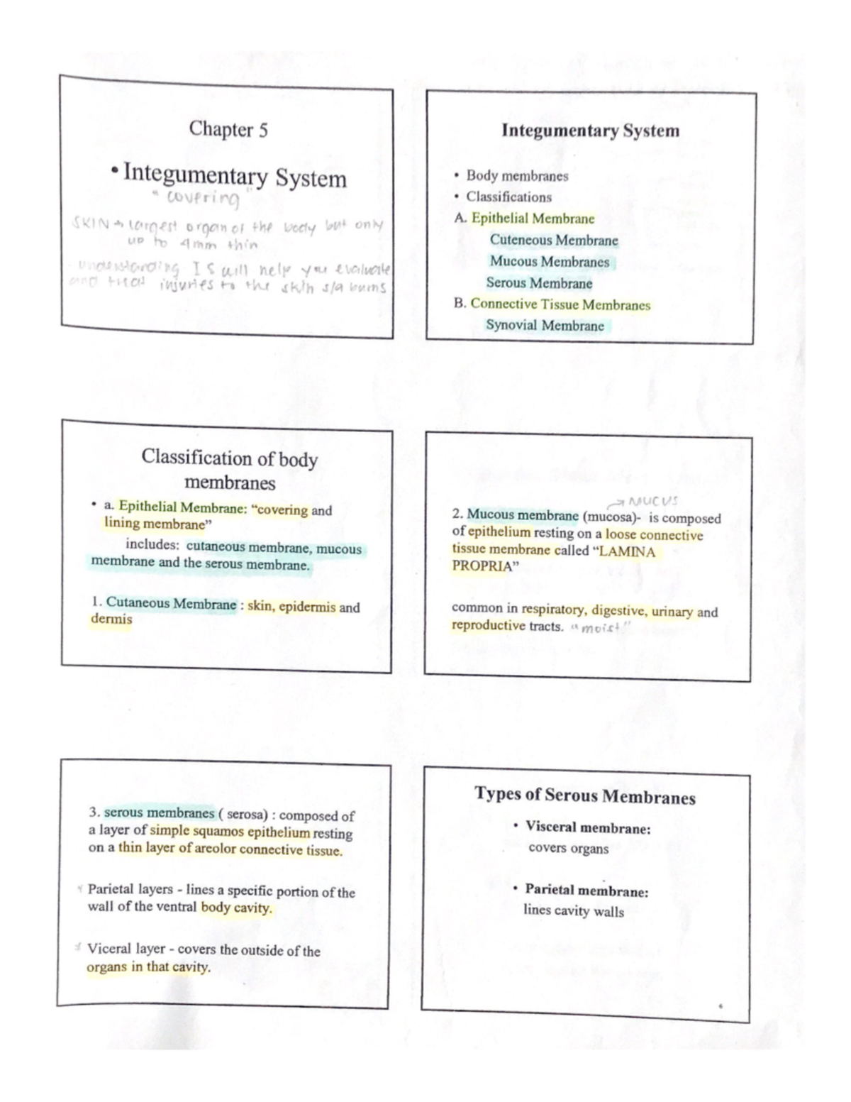 Anatomy and Physiology- Chapter 5 Integumentary System - bs nursing ...