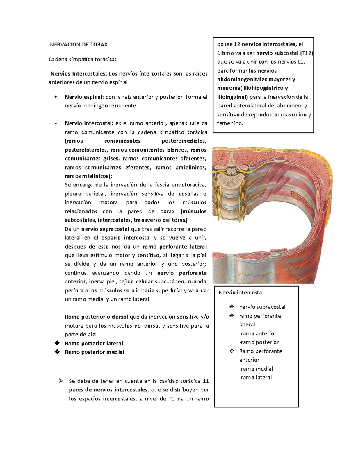 Inervacion de torax - INERVACION DE TORAX Cadena Intercostales: Los ...