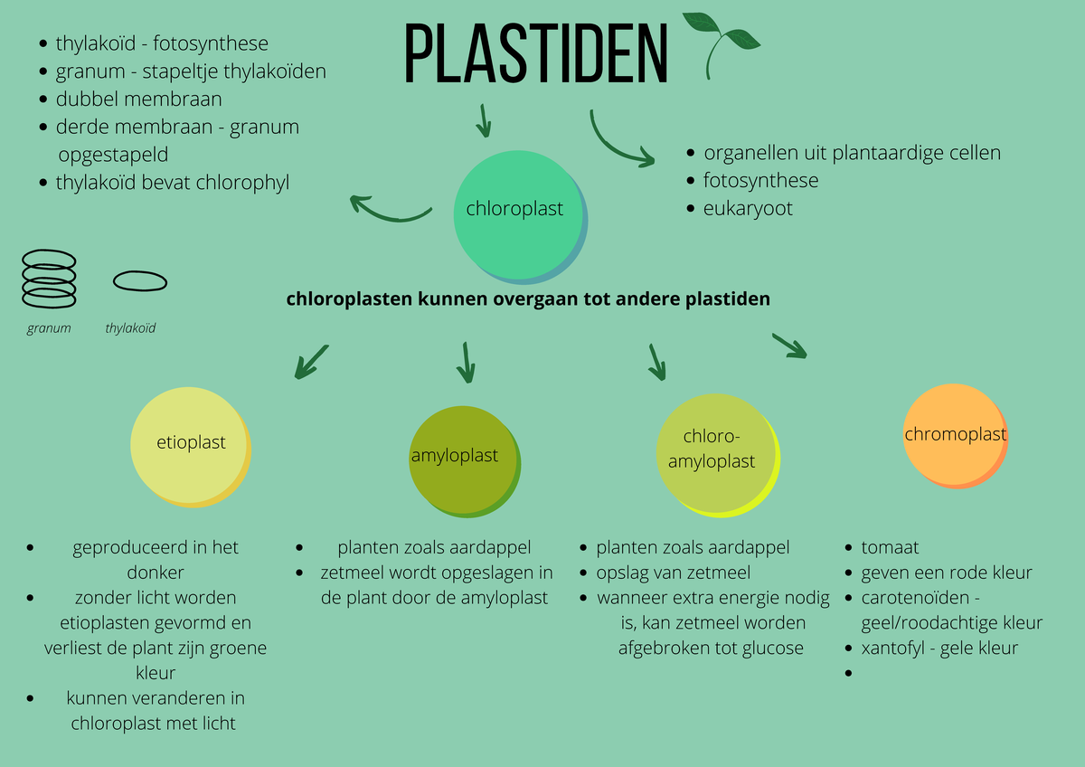 Leerdoel 11- plastiden. celbiologie week 1 - chloroplasten kunnen ...