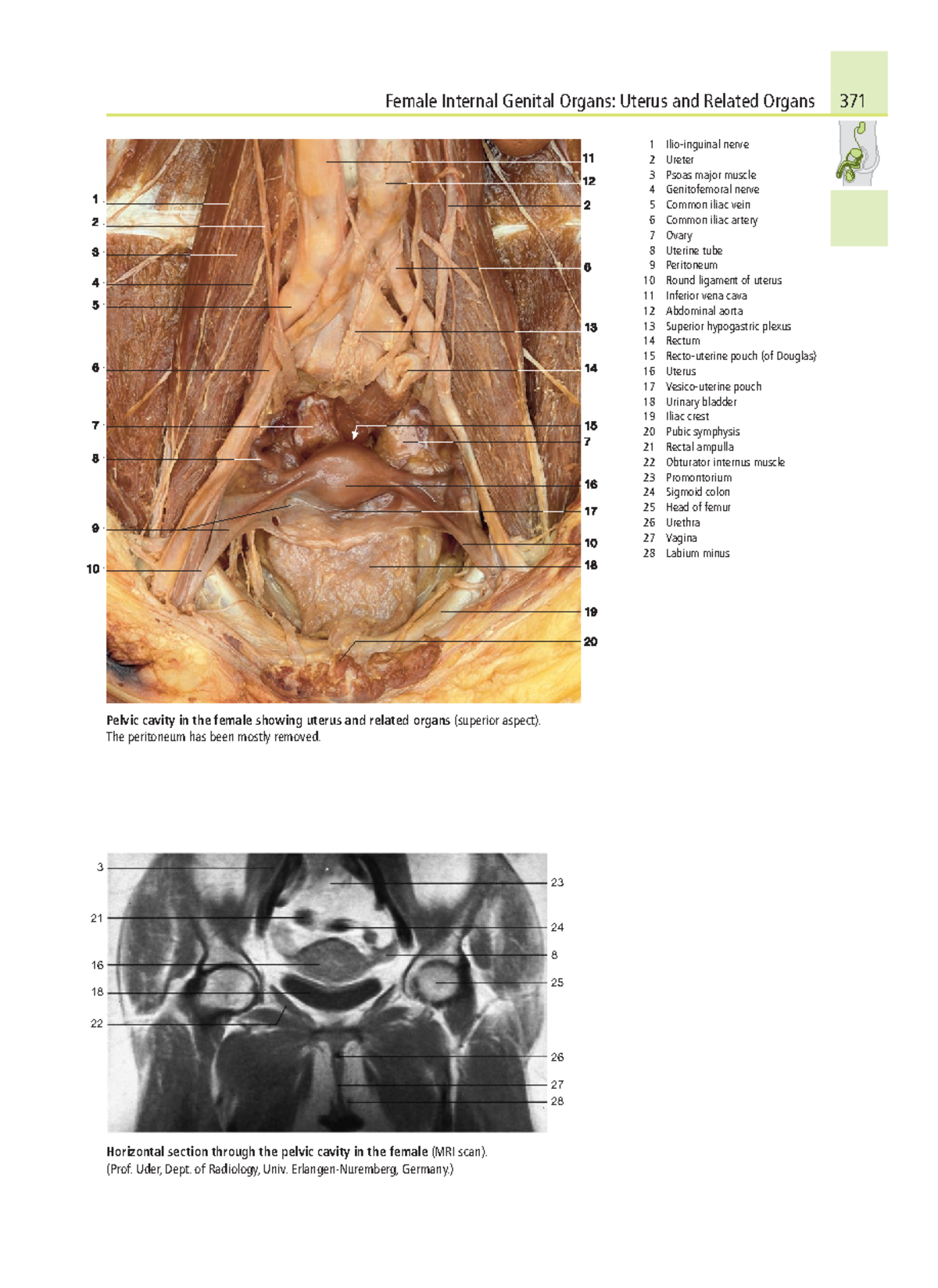 Atlas de anatomia - Yokochi - Female Internal Genital Organs: Uterus ...