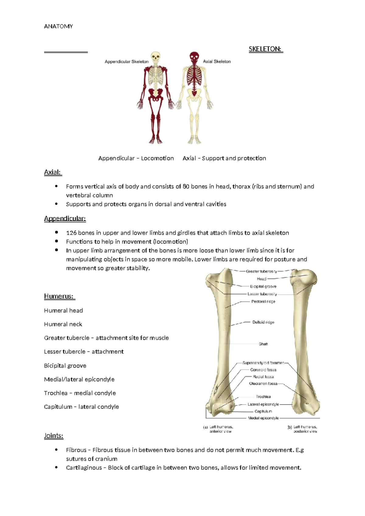 Skeleton - SKELETON: Appendicular – Locomotion Axial – Support and ...