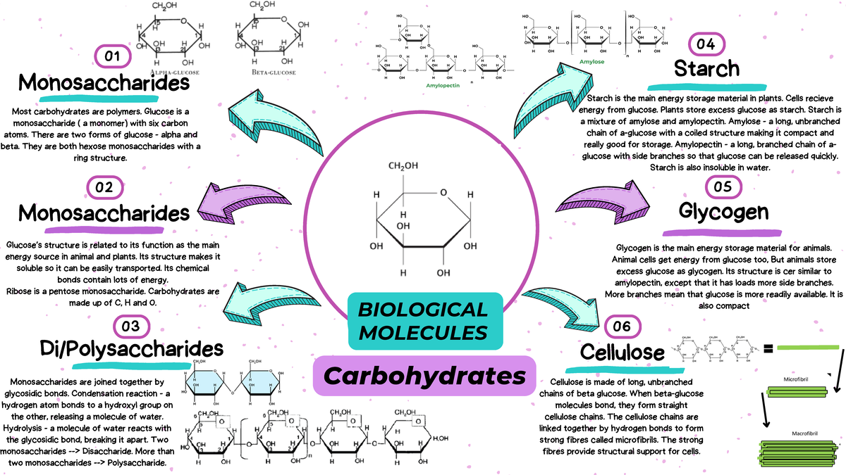 Biological molecules - Carbohydrates - Monosaccharides Di ...