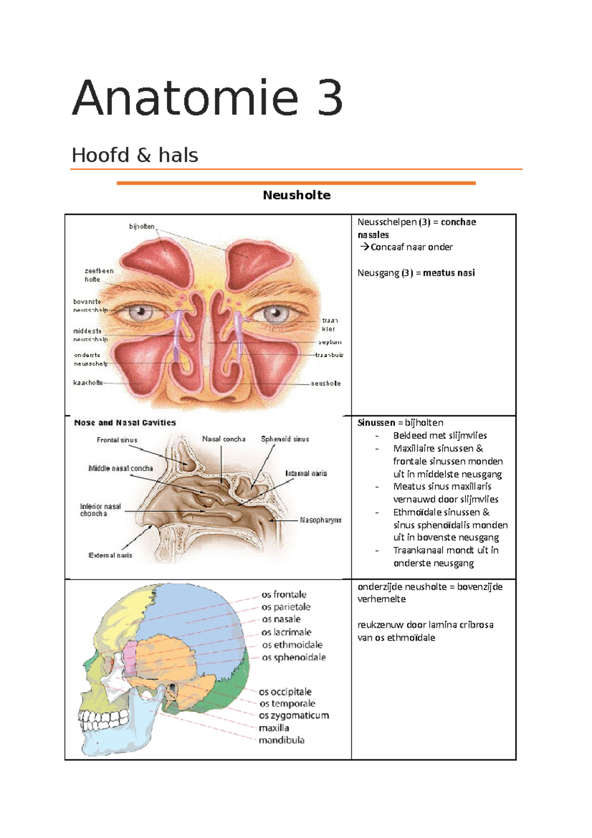 Anatomie 3_H1 temH9 - Anatomie 3 Hoofd & hals Neusholte Neusschelpen (3 ...