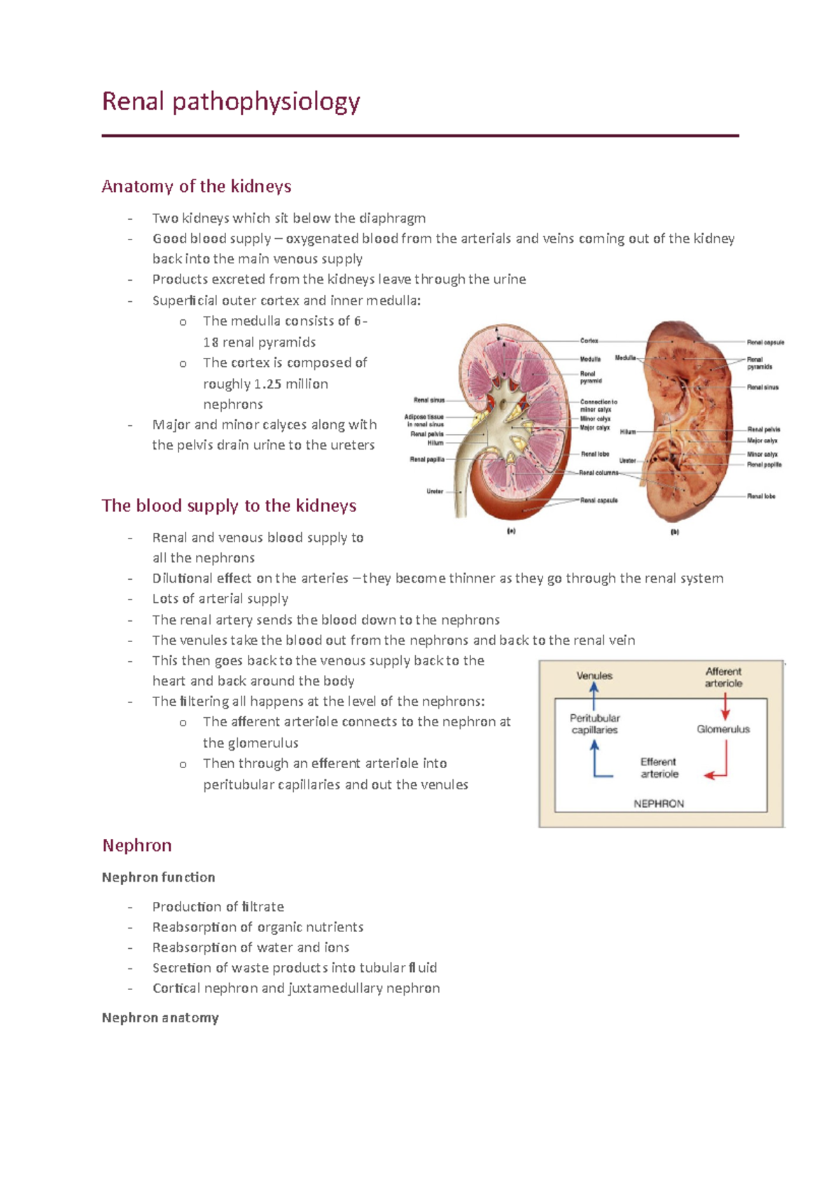 Renal pathophysiology - Renal pathophysiology Anatomy of the kidneys ...