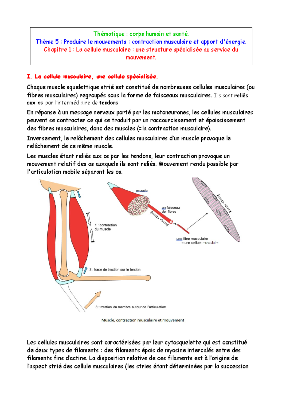 Cellules musculaires cours - I. La cellule musculaire, une cellule ...