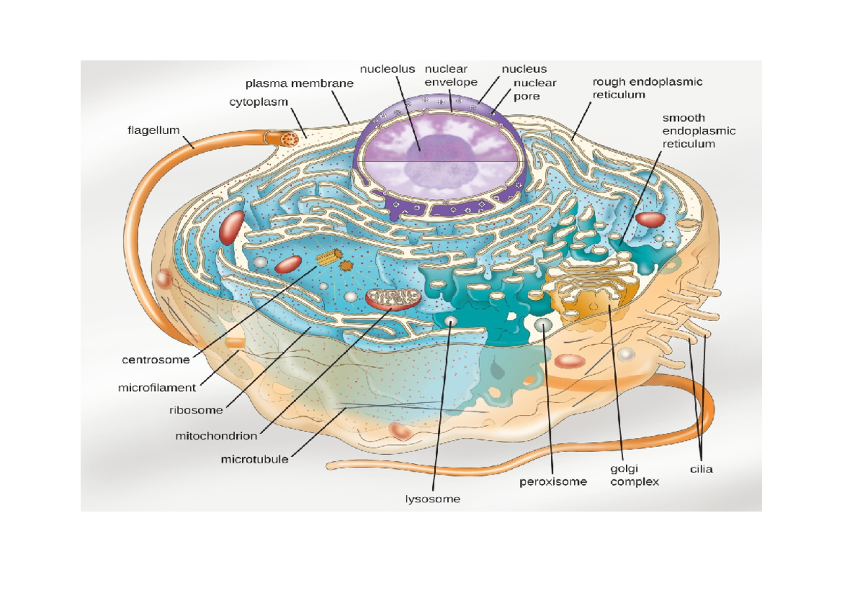 CELL - parts of cell - nucleolus nuclear nucleus plasma membrane ...