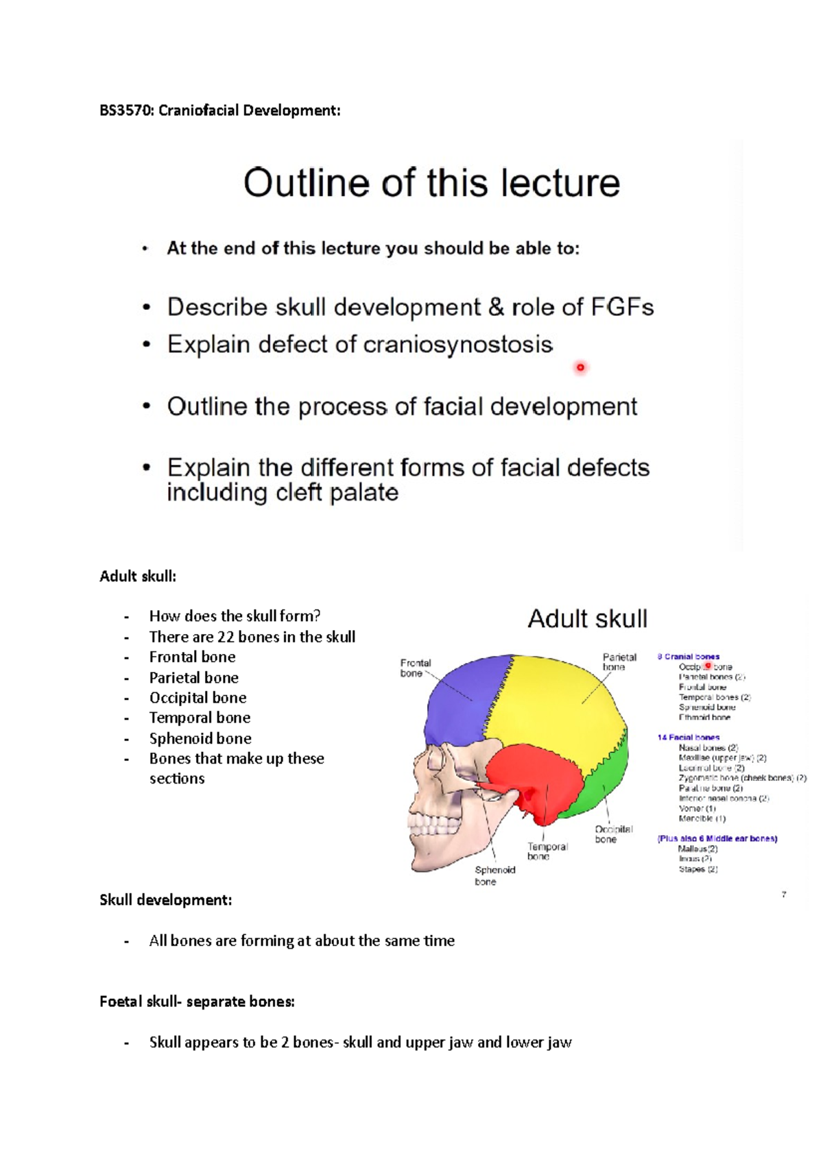 Craniofacial Development BS3570 Craniofacial Development Adult