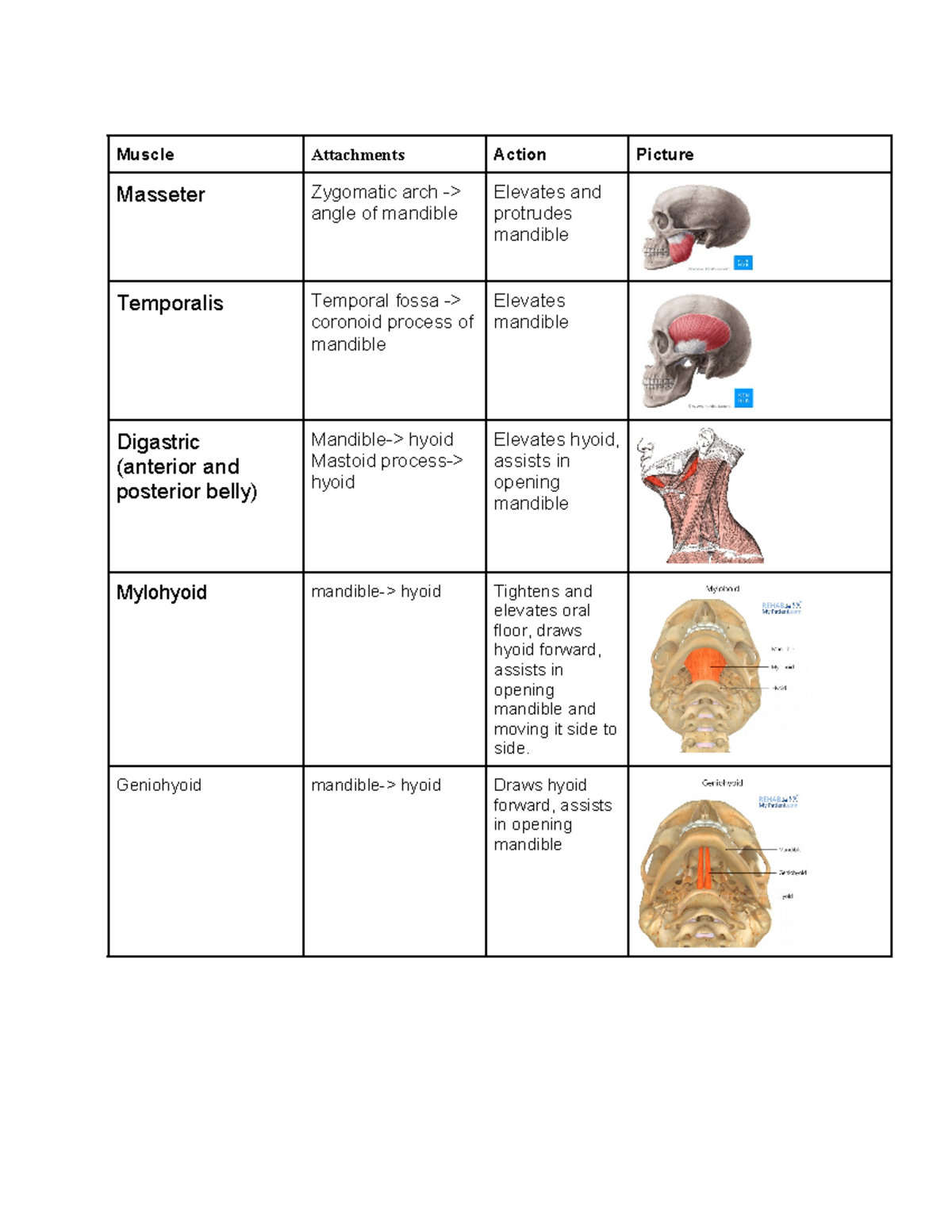Muscle anatomy - Muscle Attachments Action Picture Masseter Zygomatic ...