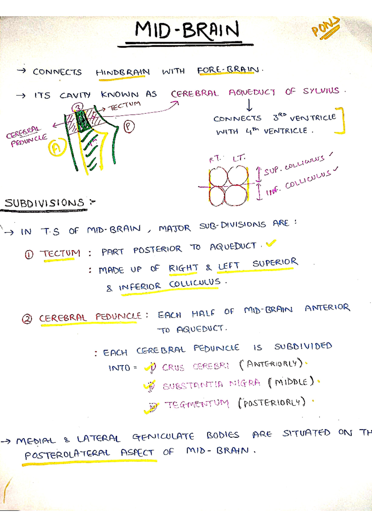 MID- Brain - Important topic in first year bds anatomy - BDS - Studocu
