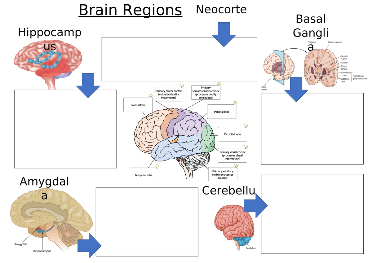 Regions of the brain A3 concept map - Brain Regions Involved in ...