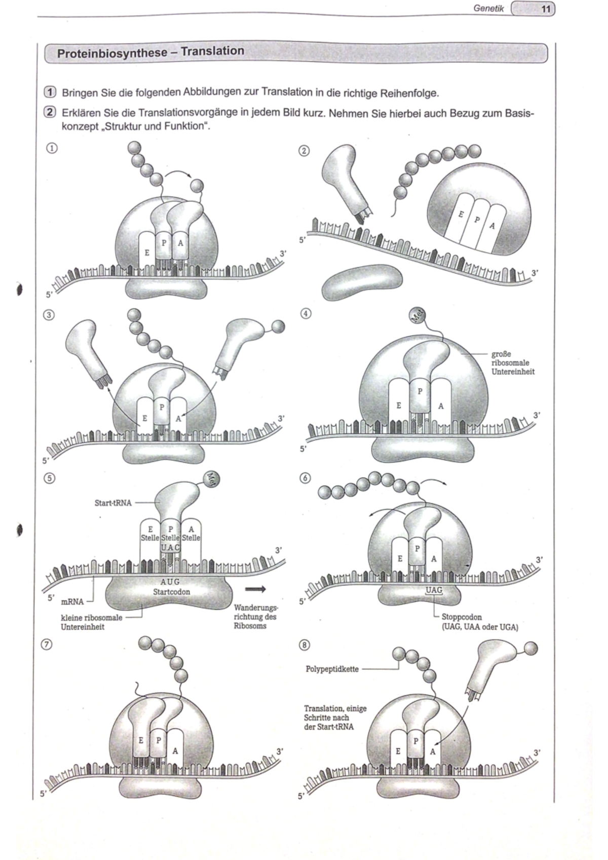 AB Translation - Genetik 11 Proteinbiosynthese Translation 1 Bringen ...