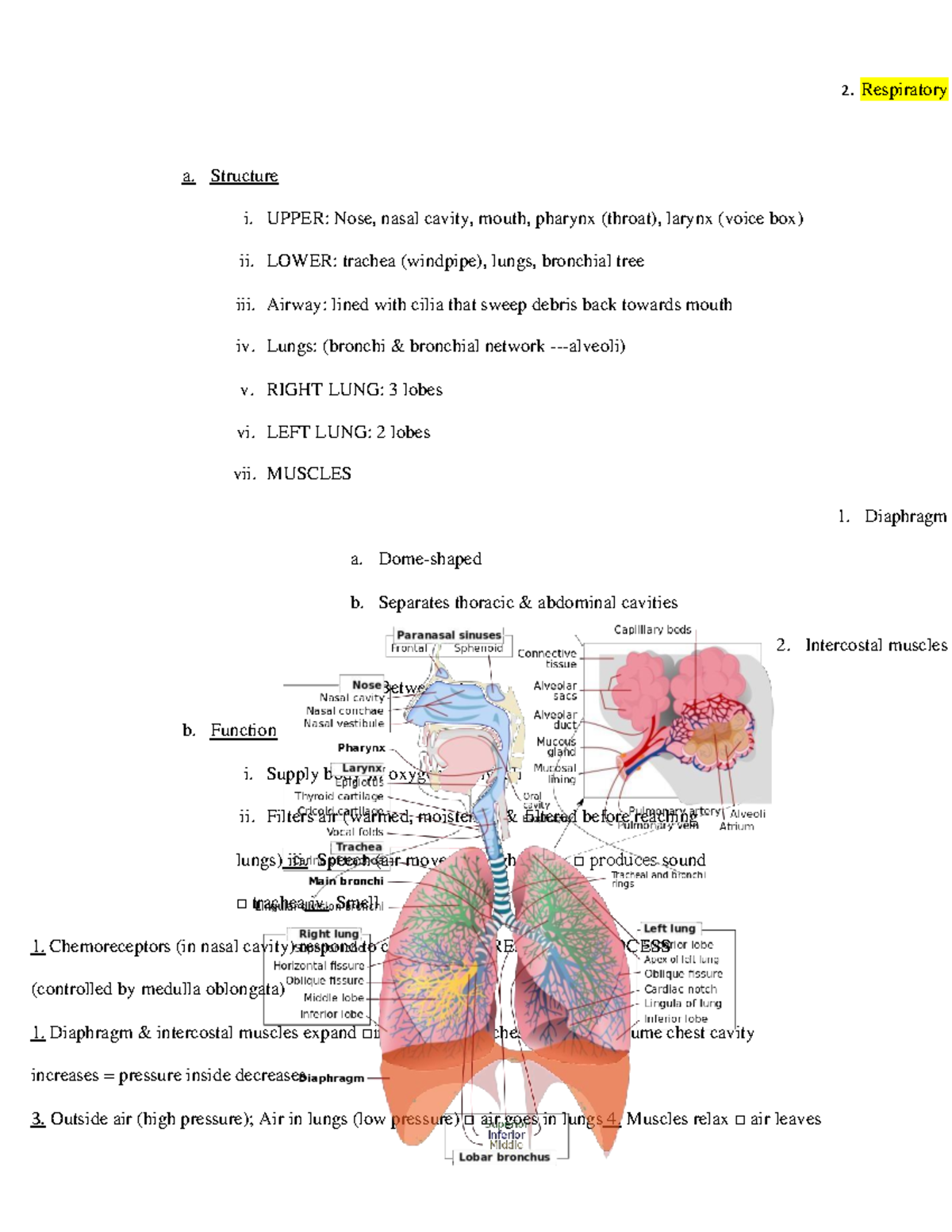 ATI TEAS 7 Biology Review-latest-2023-2024-10 - Respiratory a ...