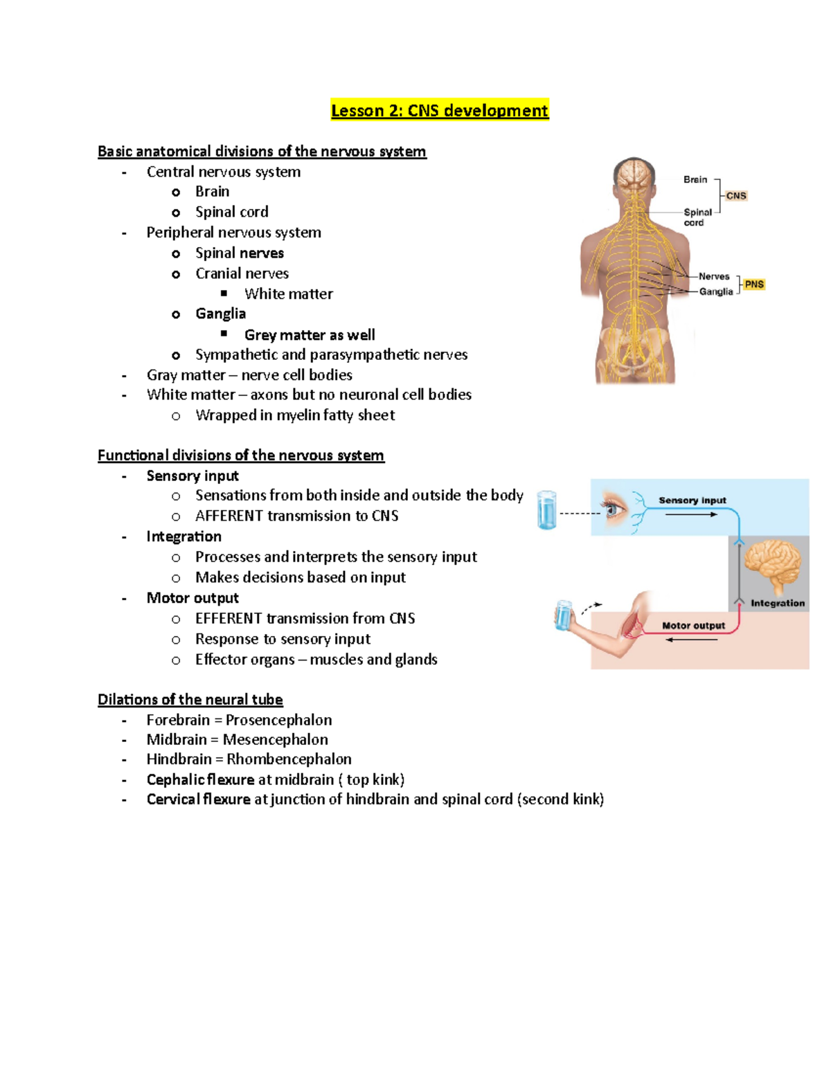 Lesson 2 - lecture info with prof notes - Lesson 2: CNS development ...
