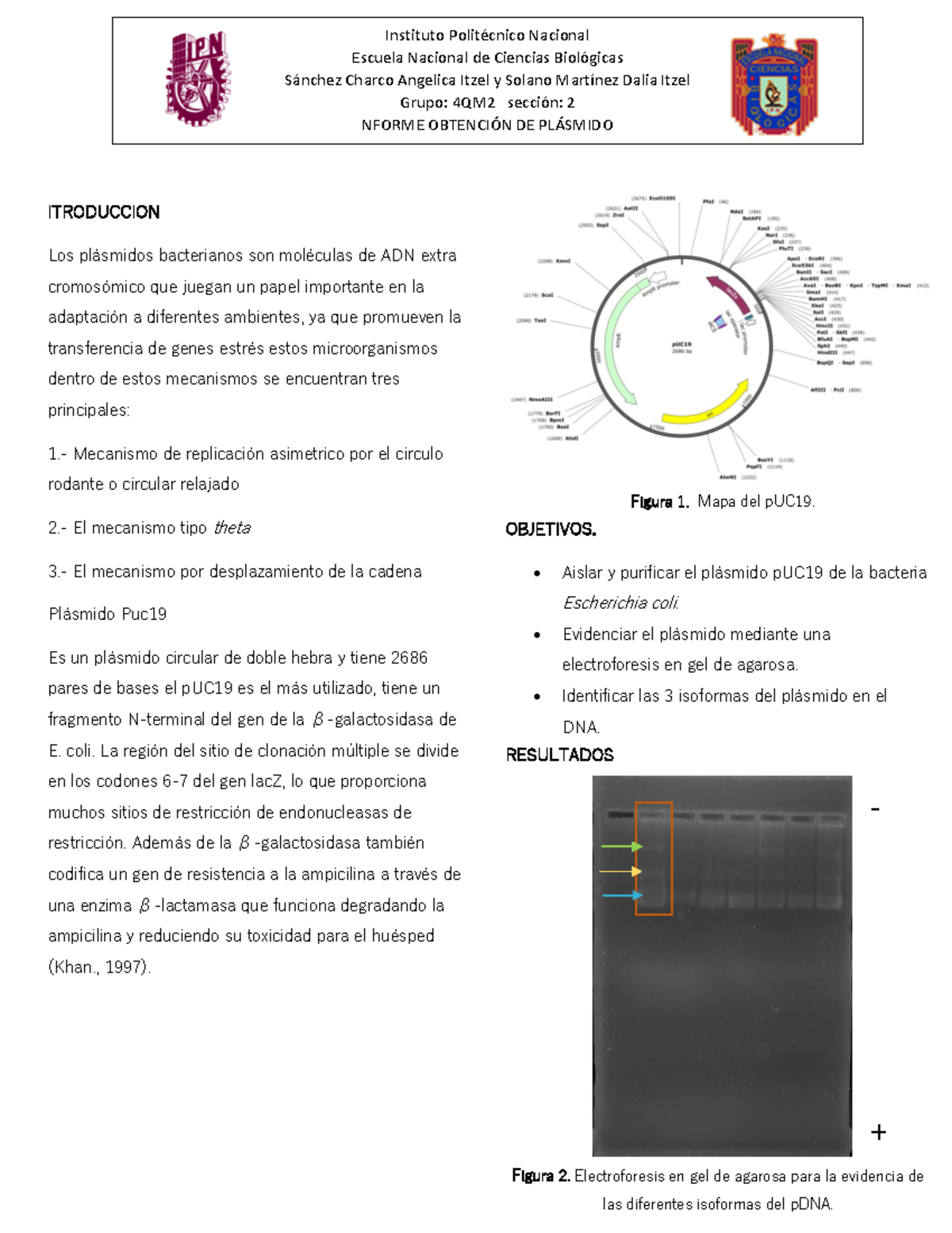 Práctica 14 “ Aislamiento DE DNA Plasmídico” - OBJETIVOS. • Aislar y purificar el plásmido pUC19 ...