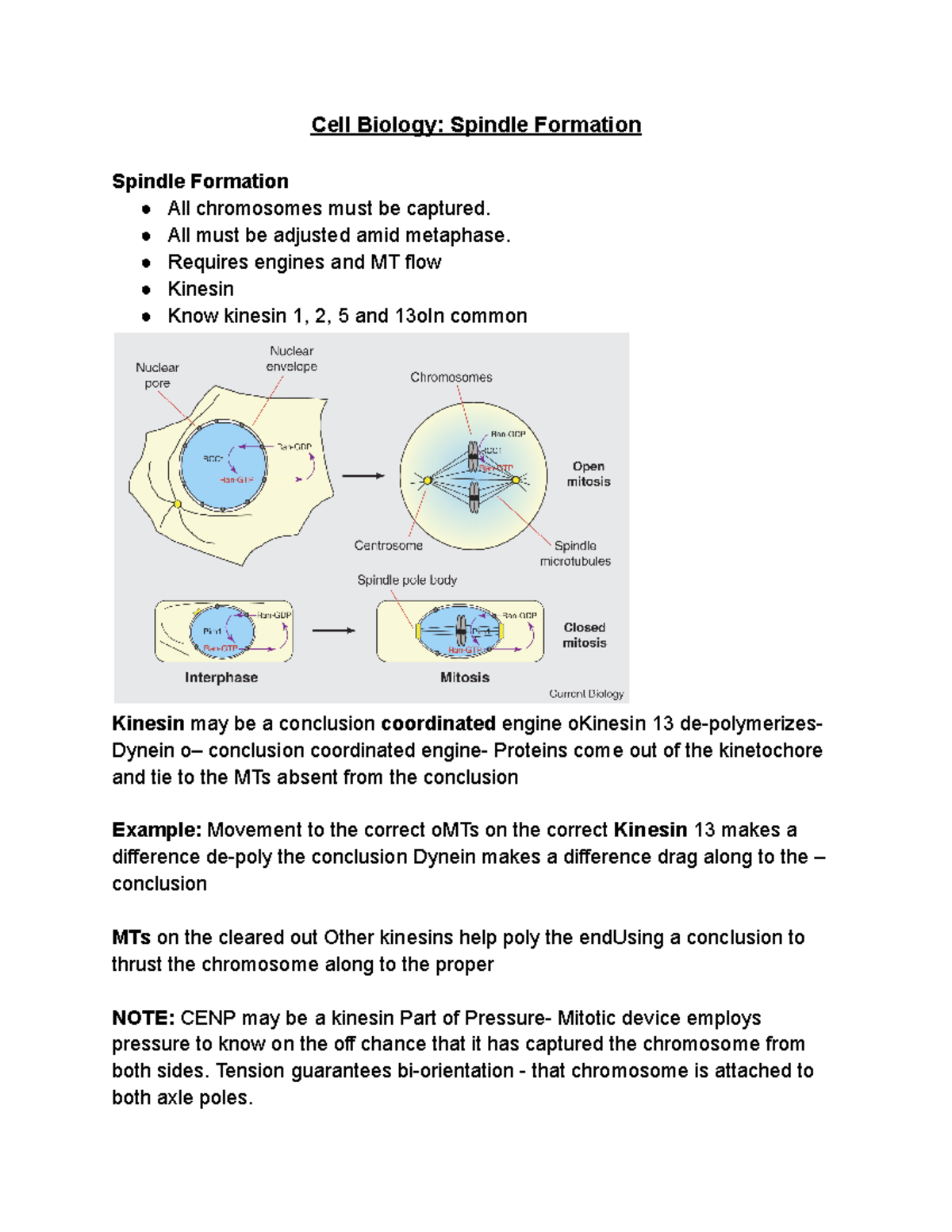 Cell Biology Spindle Formation - Cell Biology: Spindle Formation ...