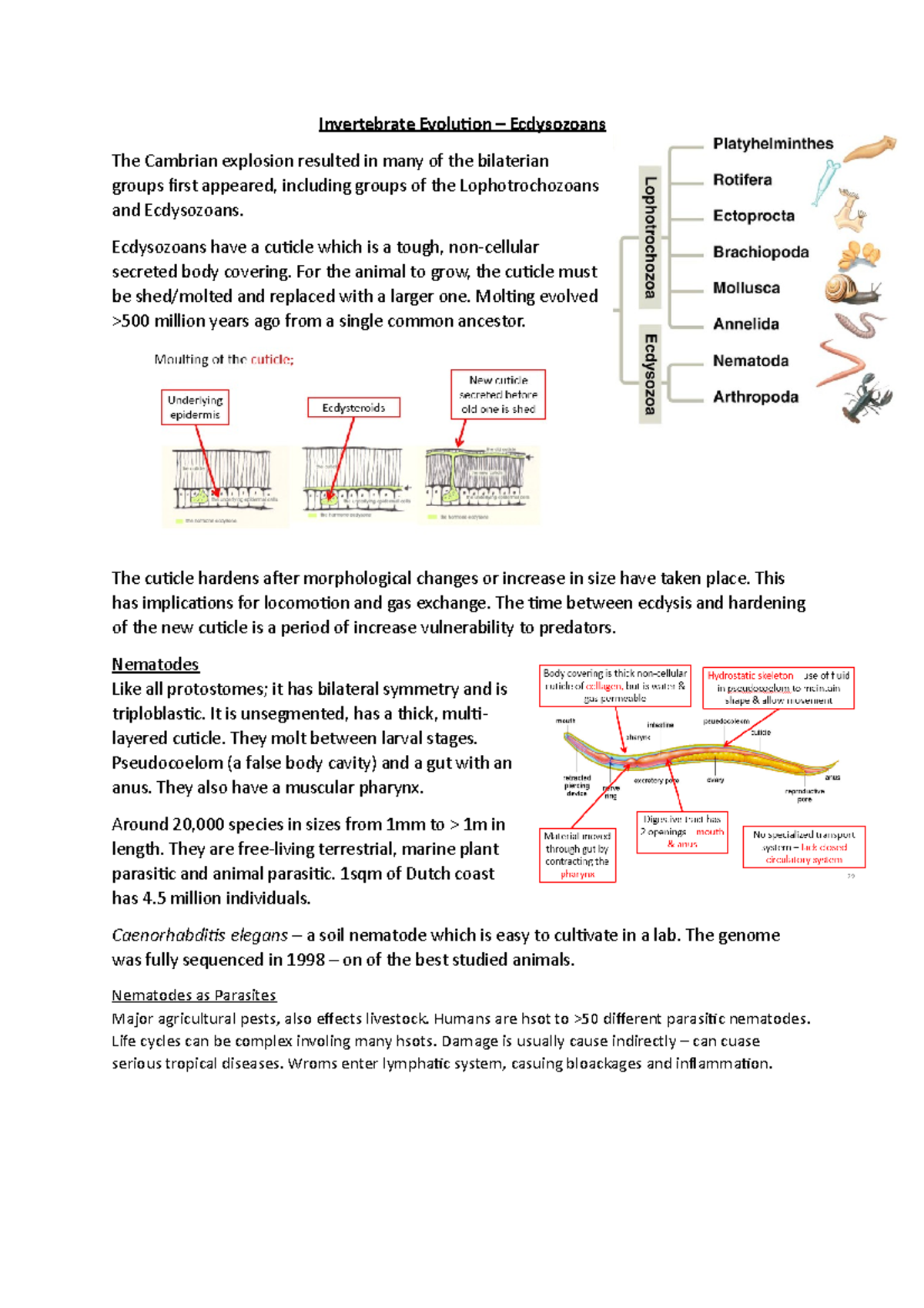 Ecdysozoans - Andrew Griffiths notes. - Invertebrate Evolution ...