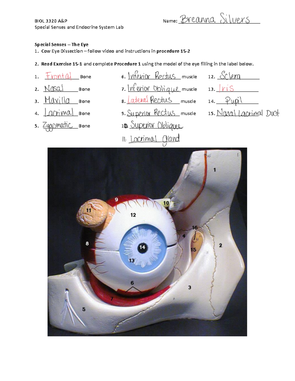 Lab+8+Activites+Worksheet+SS+and+Endocrine+System - Special Senses and ...