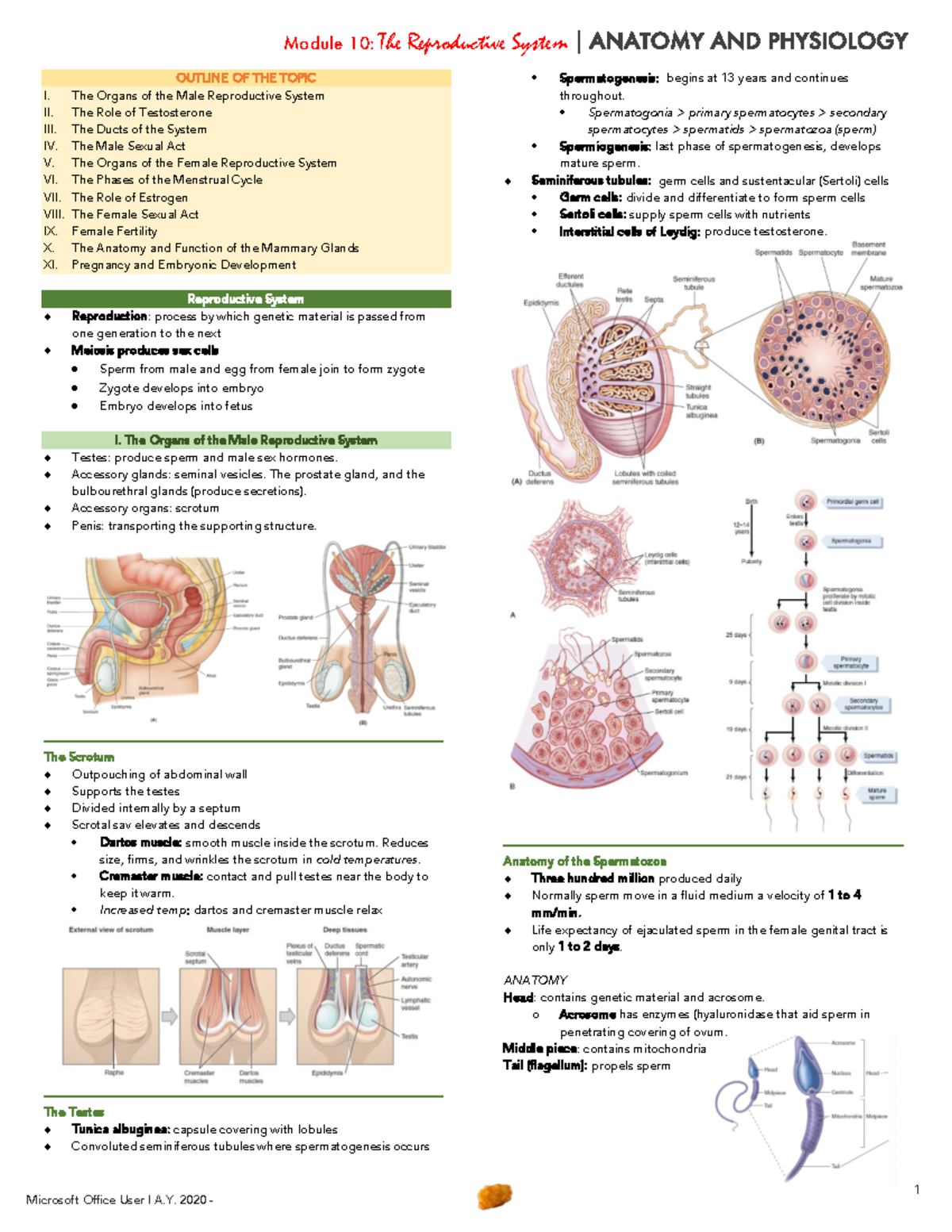 ANA2 - Module-11 - Reproductive System - 1 Microsoft Office User | A ...